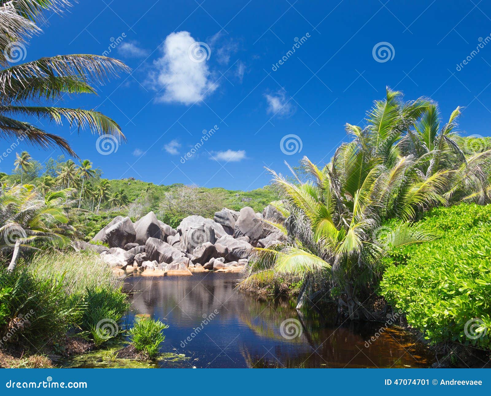 Clear River in the Seychelles Stock Image - Image of discovery, africa ...