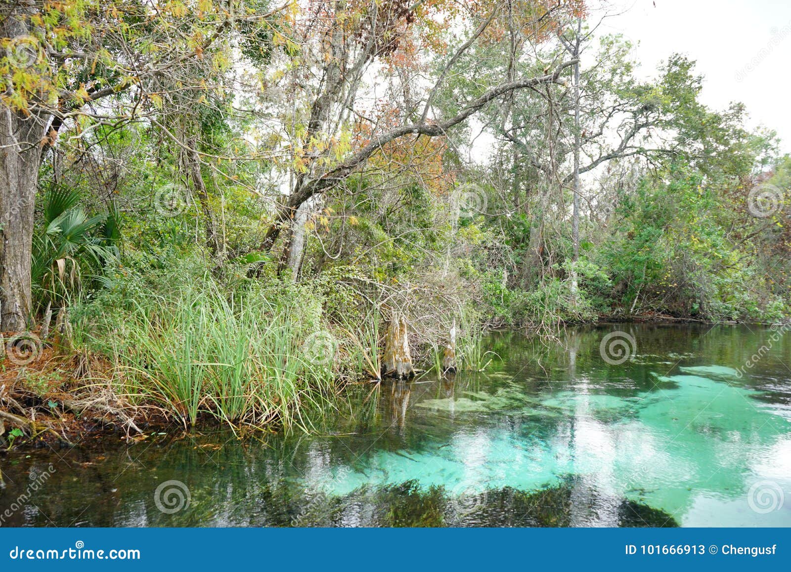 Clear river stock image. Image of florida, bright, display - 101666913