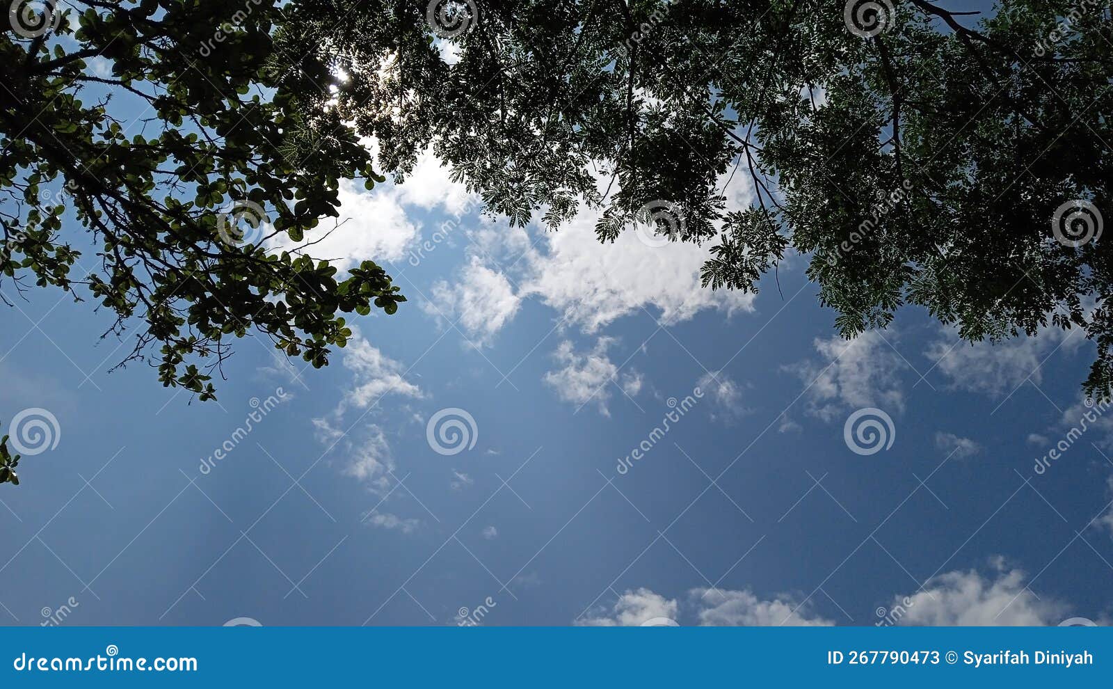 Clear Sky with Clouds and Trees, Shaded Sky and Leaves Stock Image ...