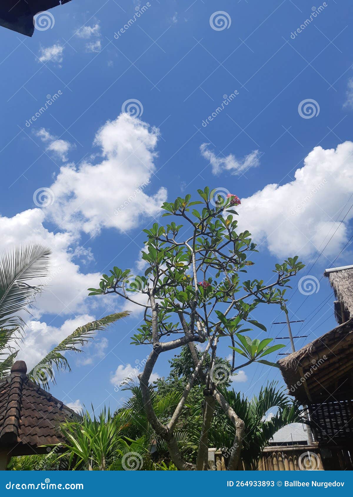 Clear Sky with Green Trees with a Soothing Atmosphere Stock Image ...