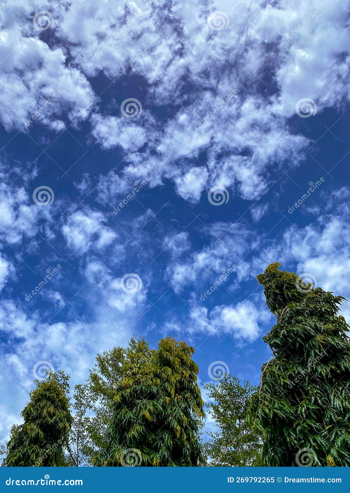 Beautiful Clear Sky with Green Trees in Summer Stock Image - Image of ...