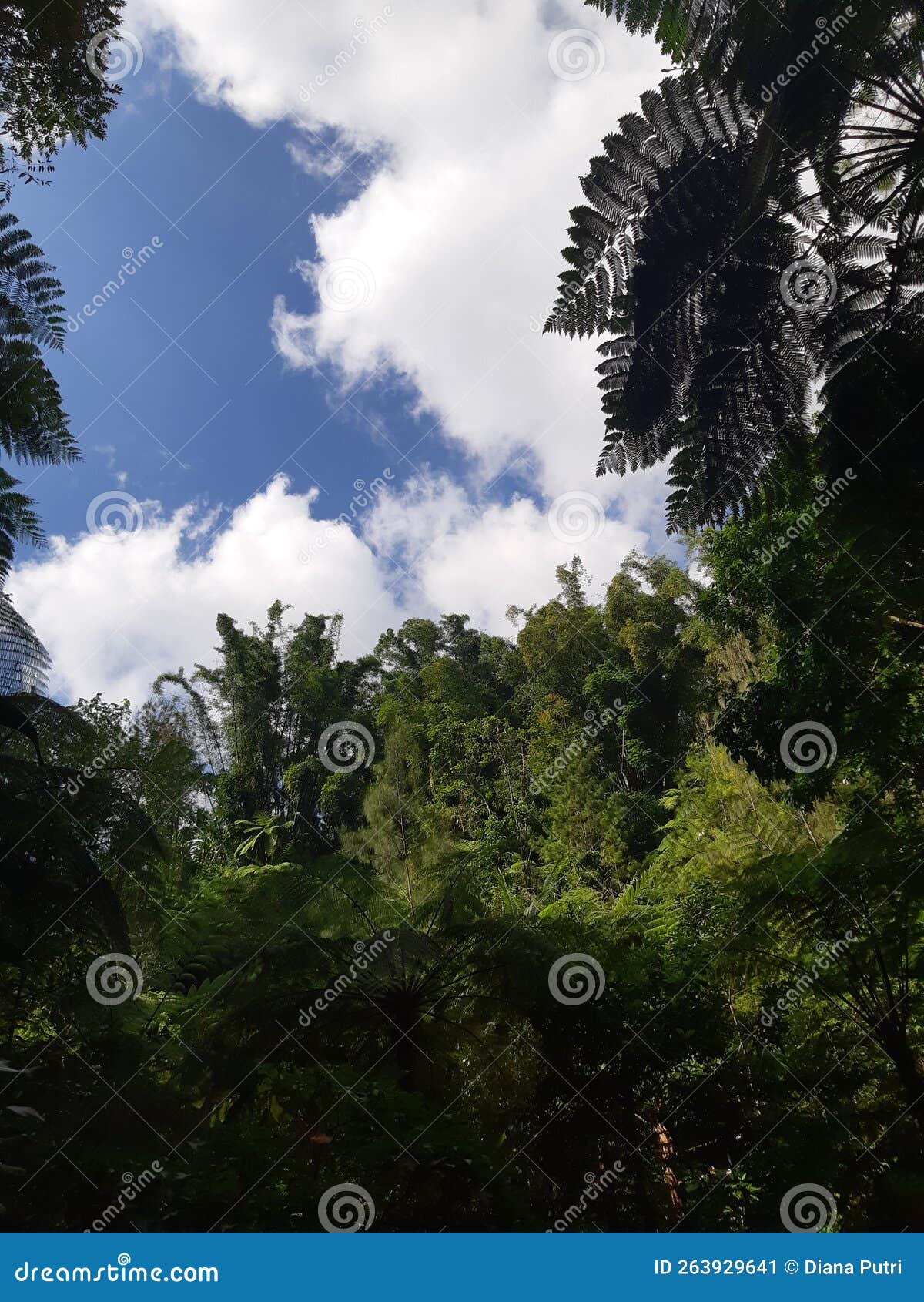 Clear sky from the jungle stock image. Image of clear - 263929641