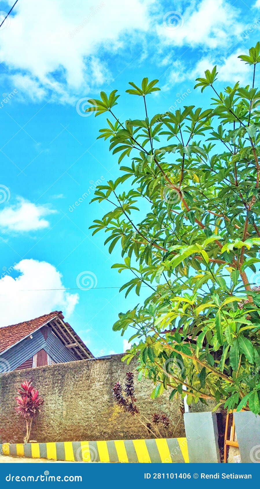 Clear sky and pule tree stock photo. Image of clear - 281101406