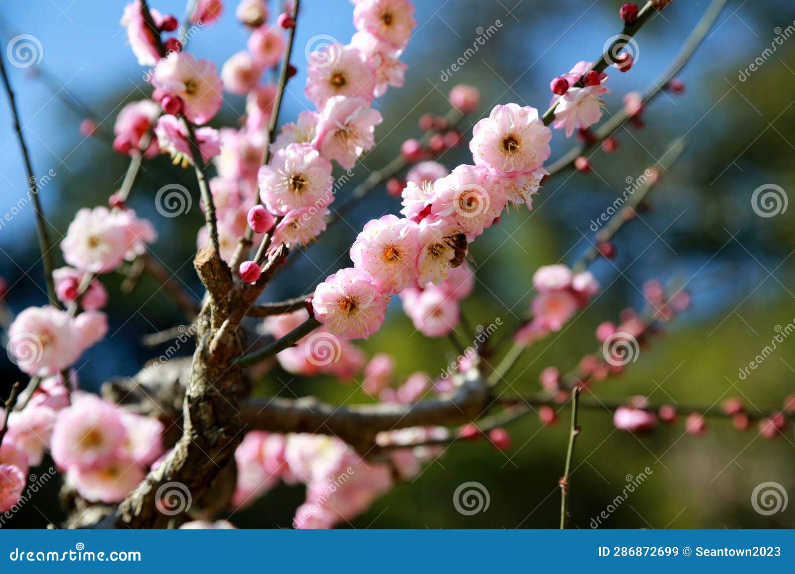 Clear Sky, Red Plum Blossoms, Working Bees Stock Image - Image of pink ...