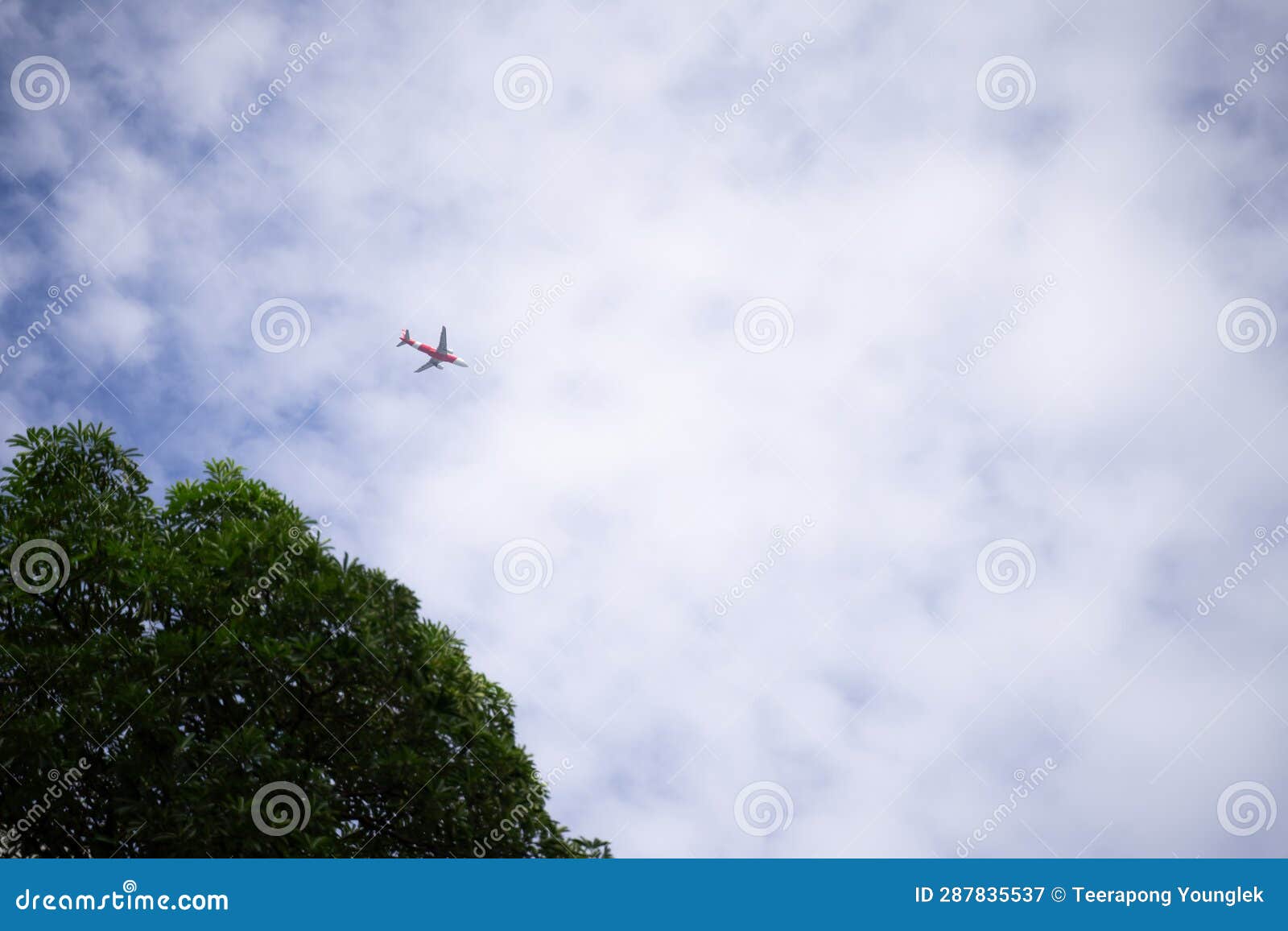 The Clear Sky Saw the Plane Above the Big Tree Stock Image - Image of ...