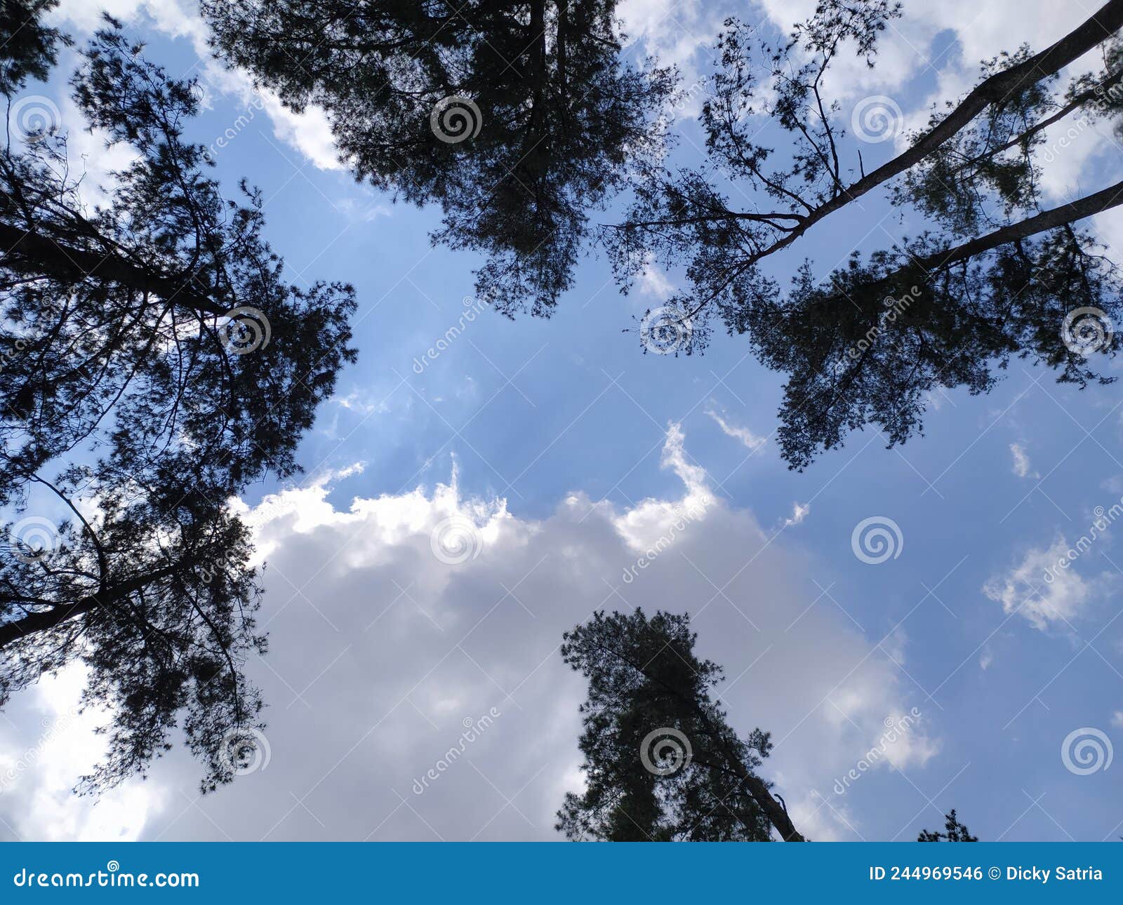 Clear Sky with Thick Clouds and Tall Trees Two Stock Photo - Image of ...