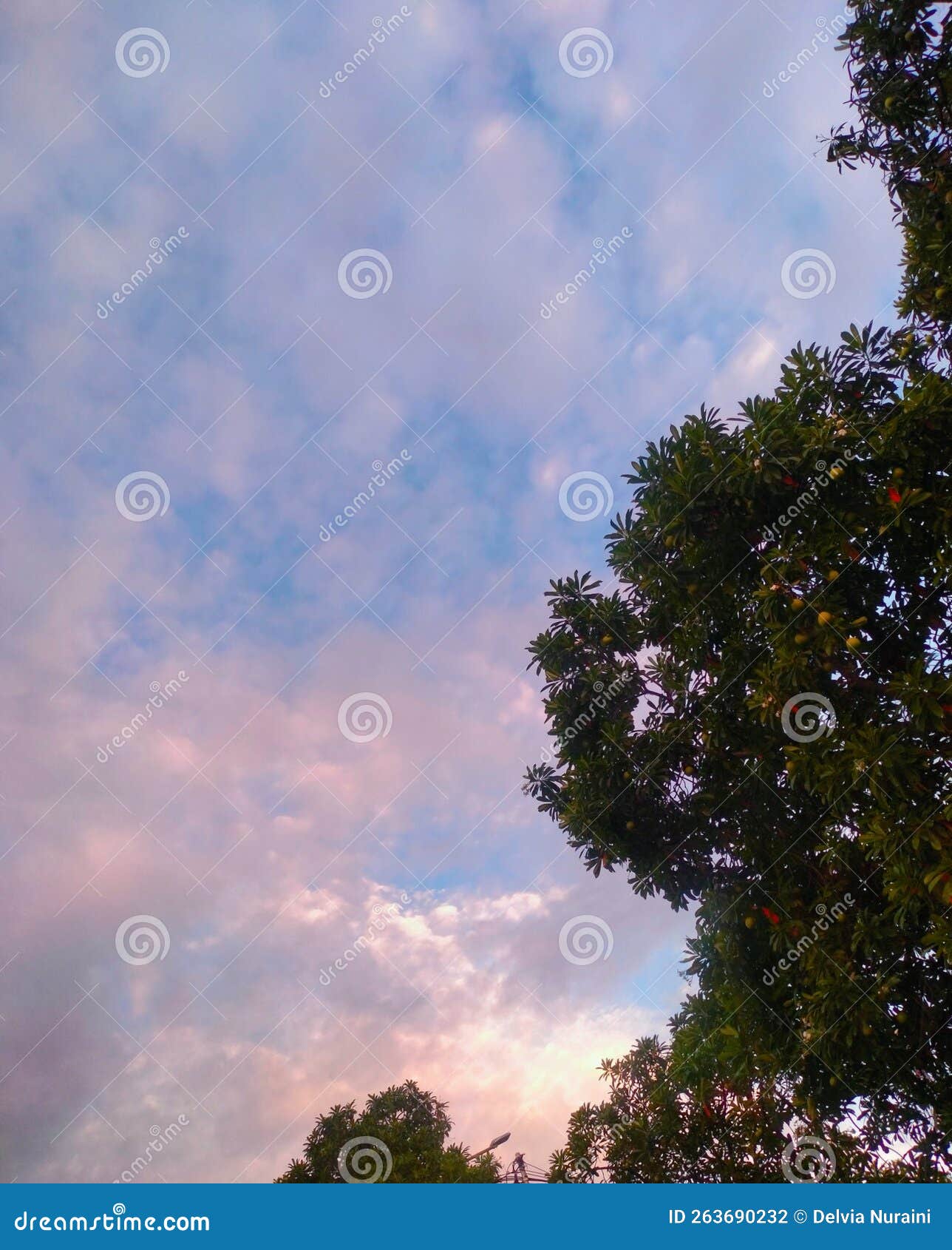Clear Sky and Trees in the Afternoon Stock Photo - Image of orange ...