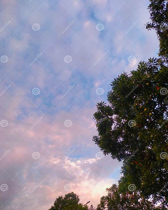 Clear Sky and Trees in the Afternoon Stock Photo - Image of orange ...