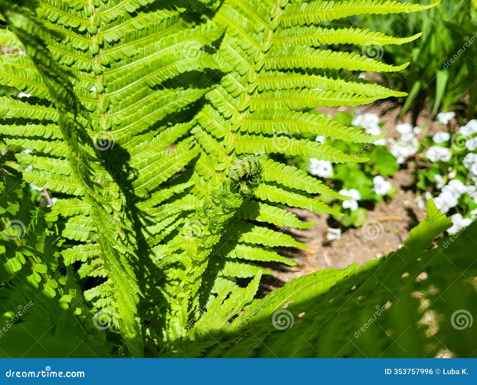 On a Clear Spring Day, the Bright Green Leaves of a Fern Stock Photo ...