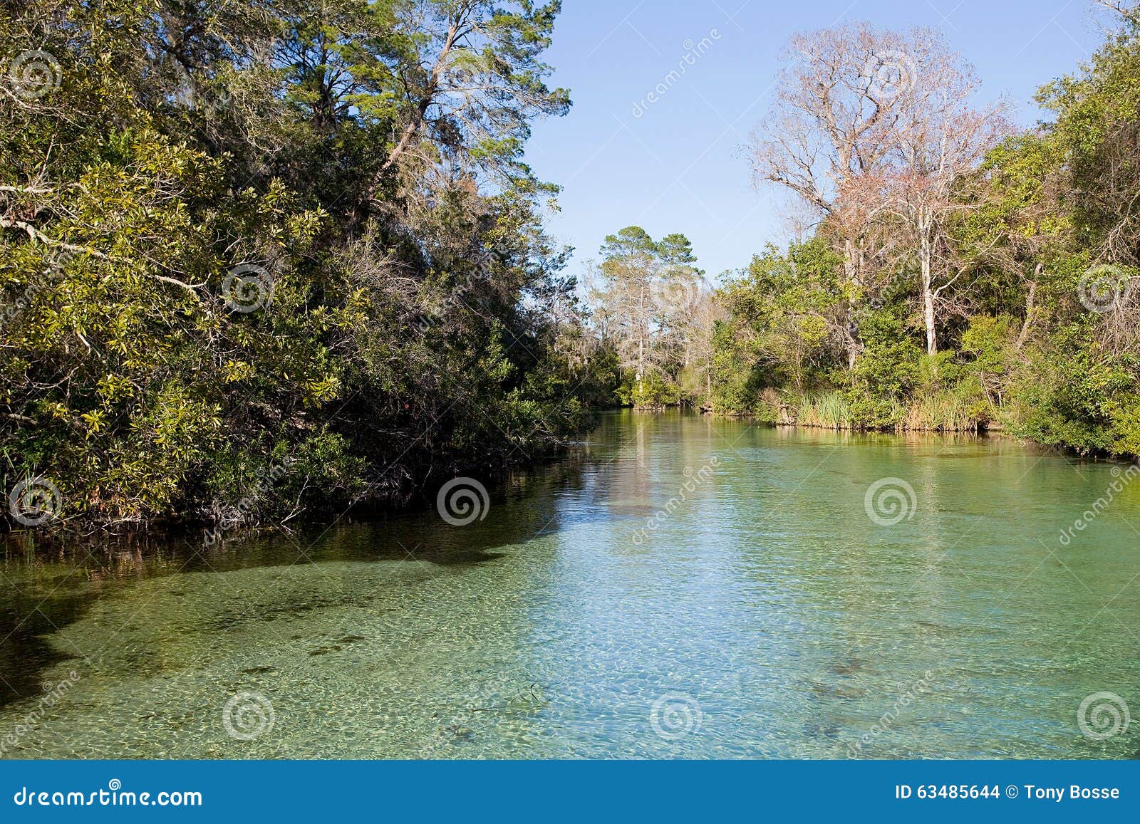 Clear Spring-Fed River stock photo. Image of crystal - 63485644