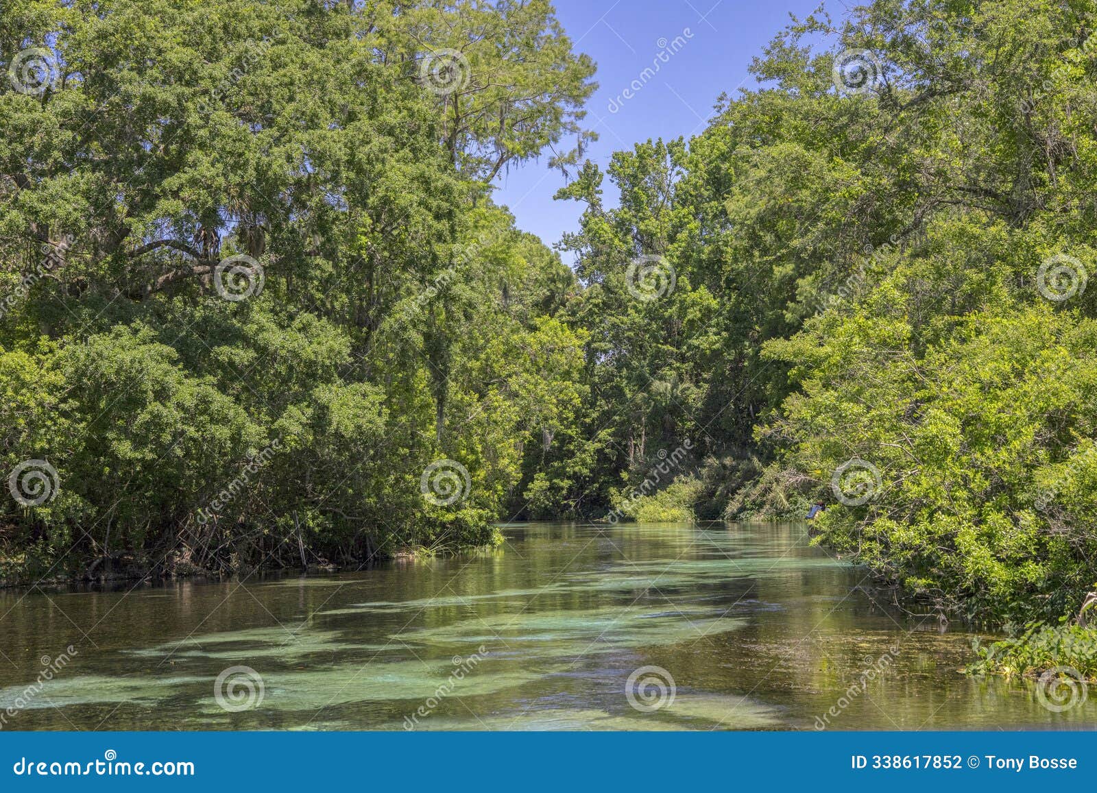 Clear, Spring Water River in a Lush Setting Stock Photo - Image of ...