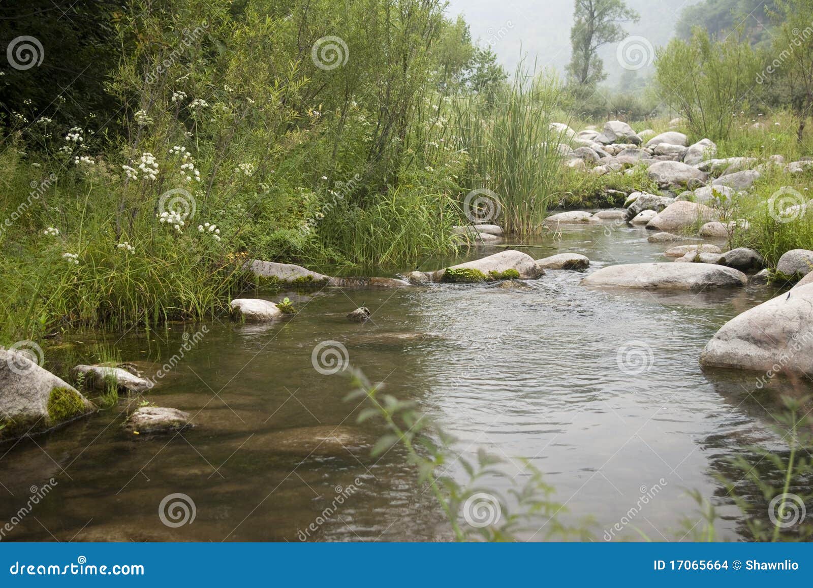 Clear stream stock photo. Image of natural, bourn, placid - 17065664