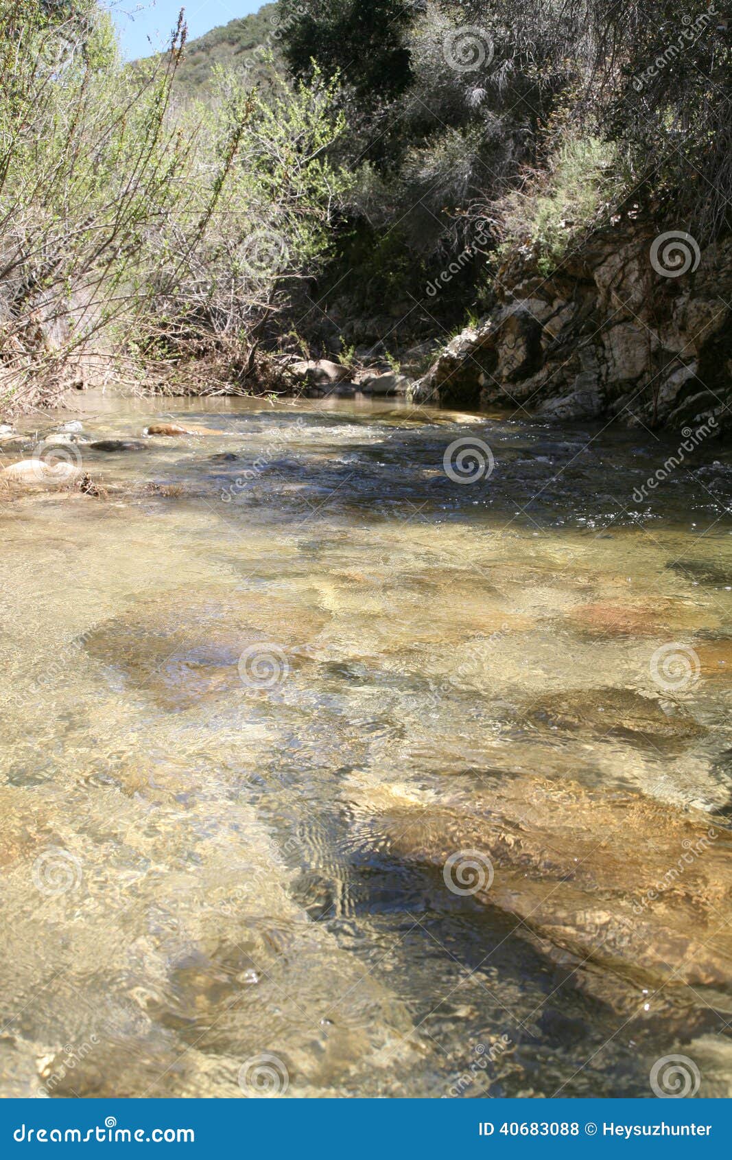 A clear stream in a forest stock photo. Image of clear - 40683088