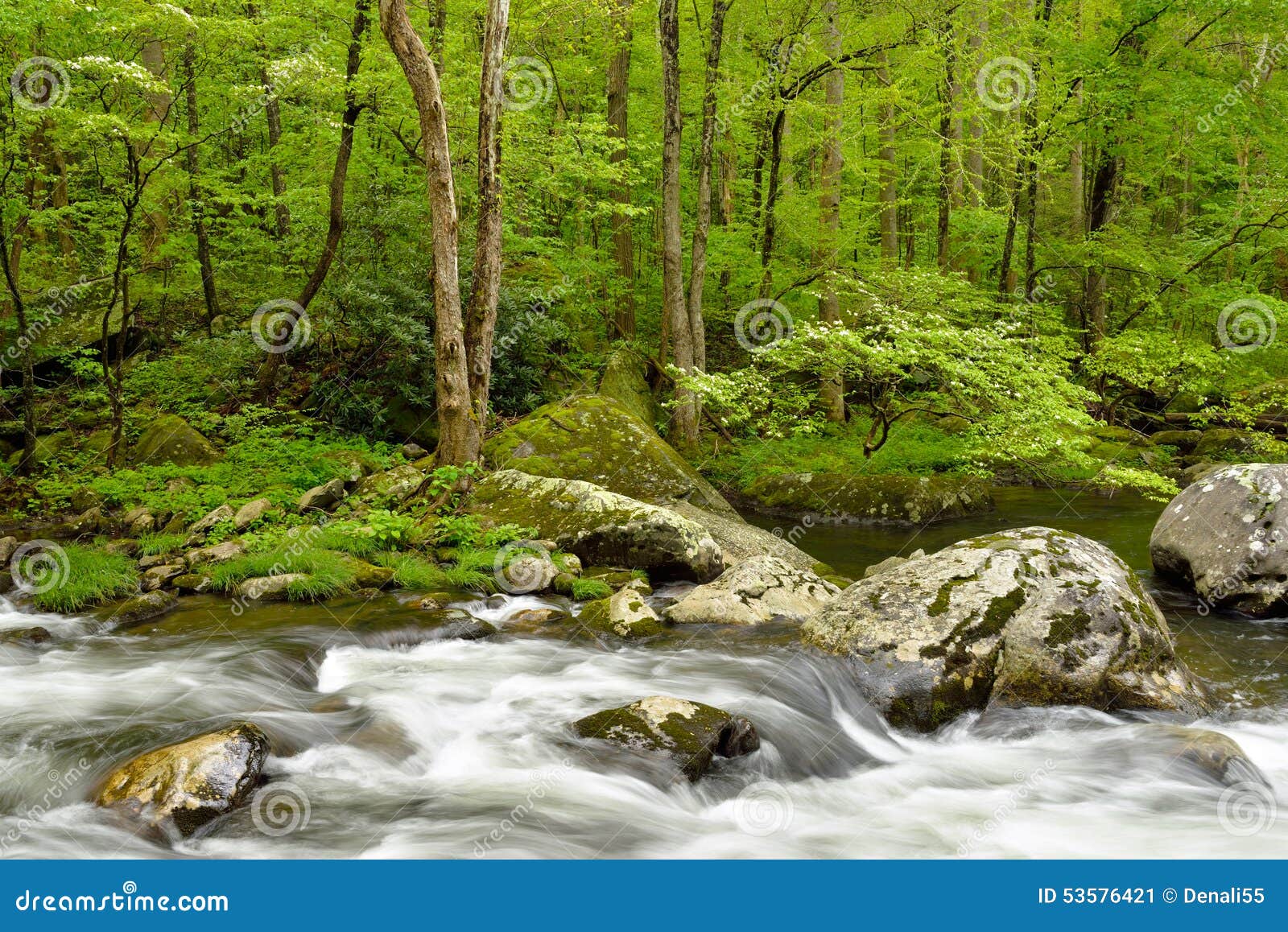 Clear Stream in Remote Forest. Stock Image - Image of bloom, spring ...
