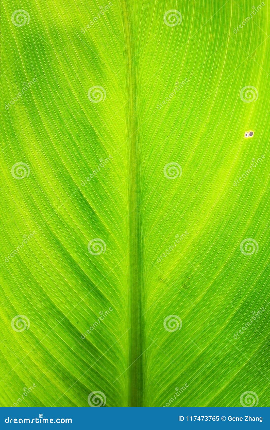 The Clear Texture of Green Leaf Background Stock Image - Image of ...
