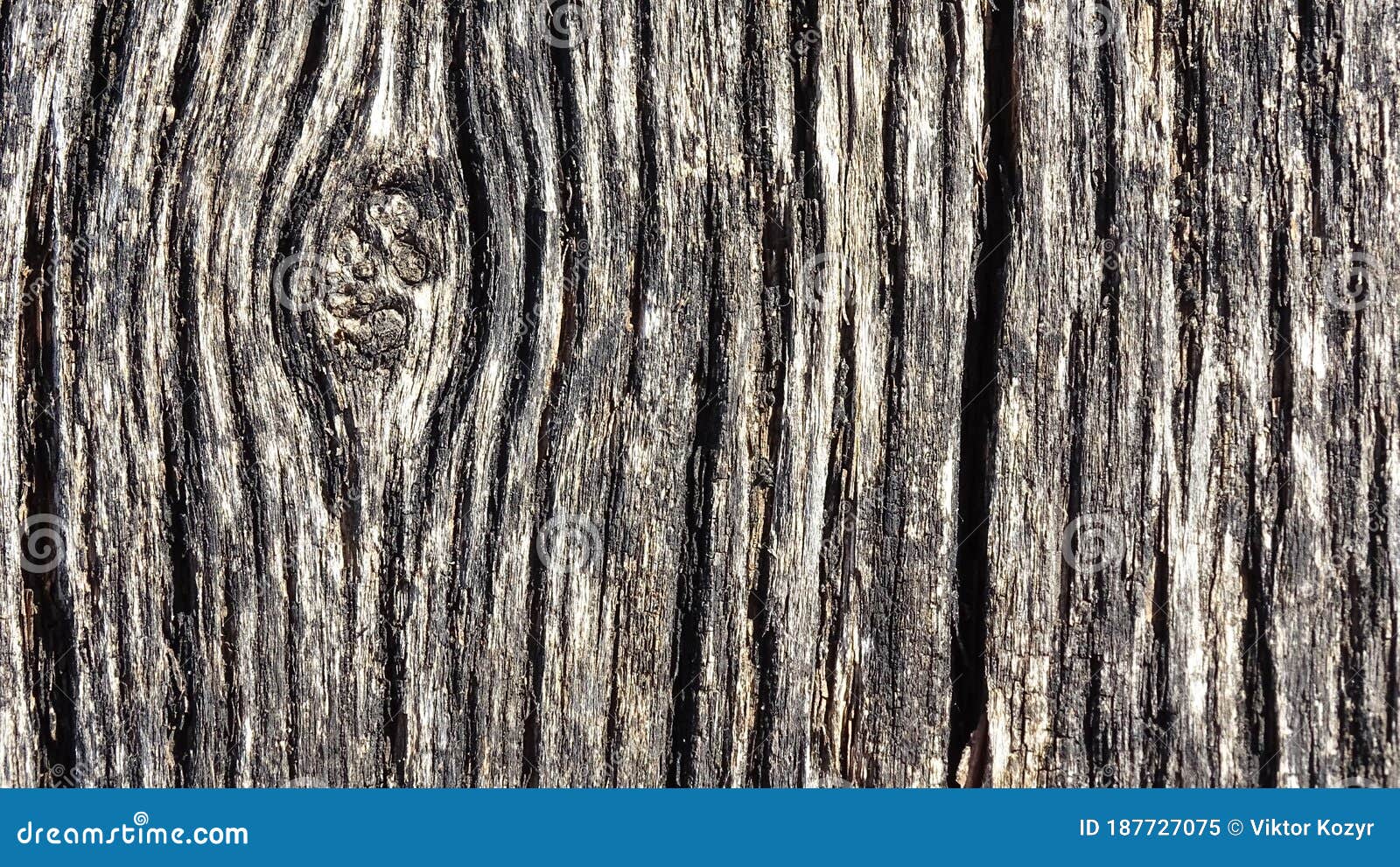 A Clear Textured Pattern on an Old Oak Plank. Background Picture Stock ...
