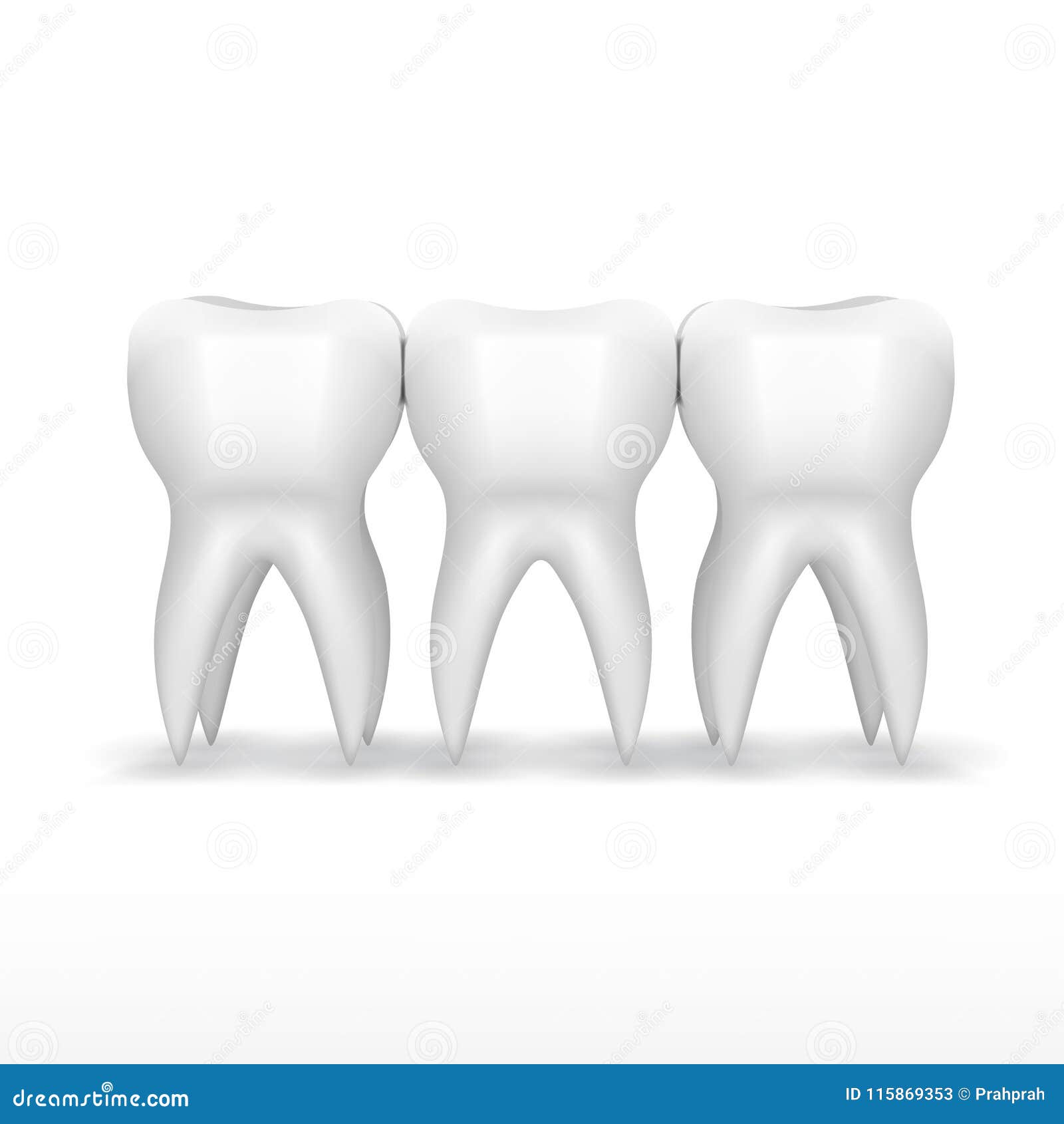 Clear Three White Teeth with Shadow Stock Vector - Illustration of ...