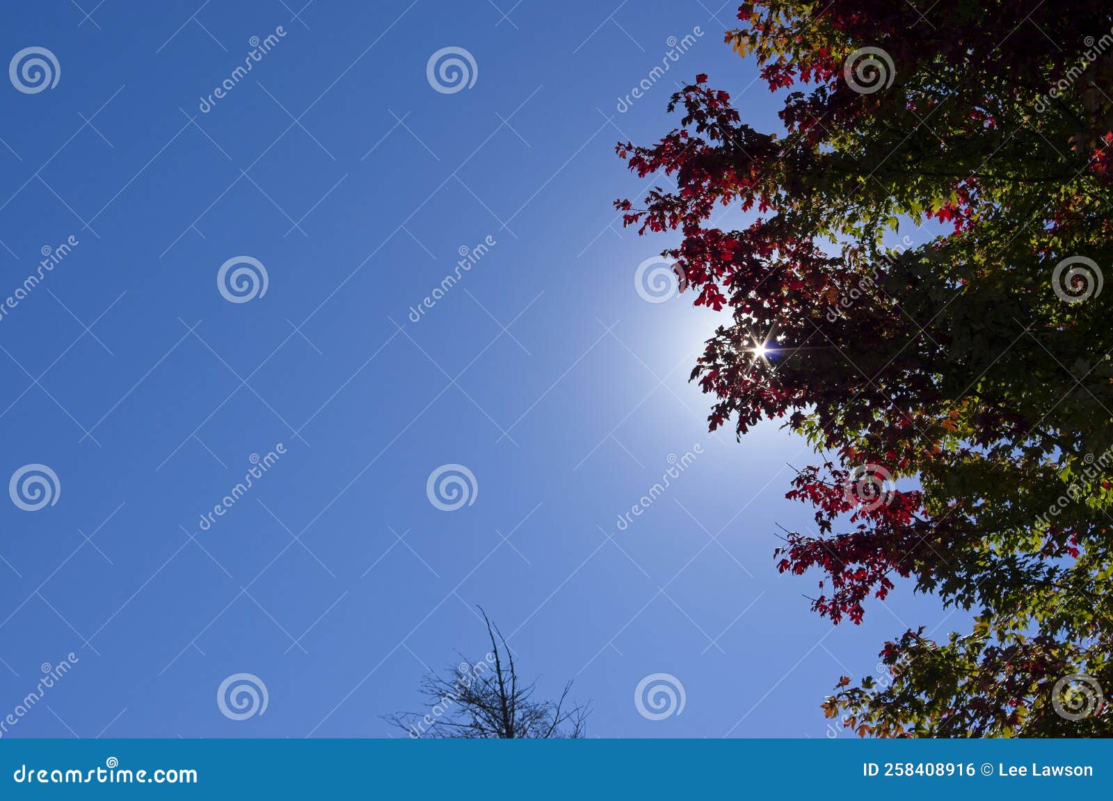 Clear View of Blue Sky with Sun Peeking through Fall Leaves Stock Photo ...
