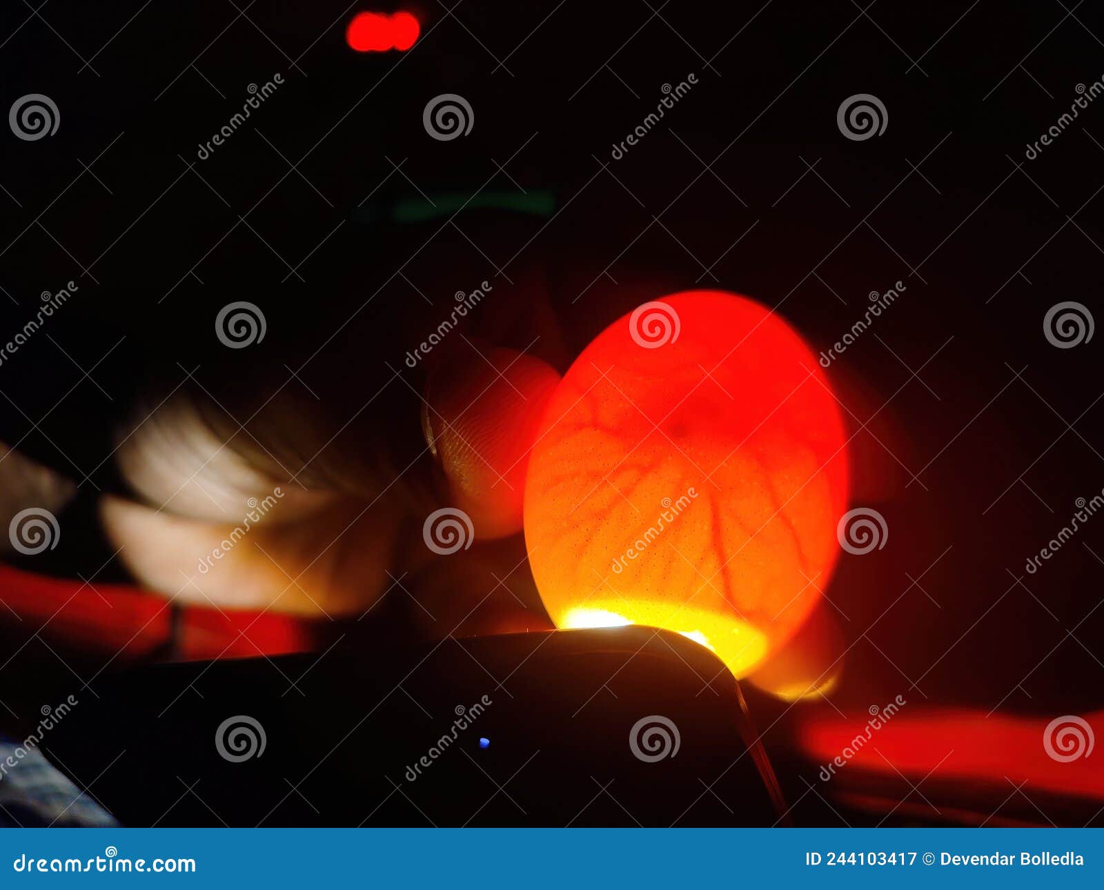 Egg Shell Formation Stock Photos - Free & Royalty-Free Stock Photos ...