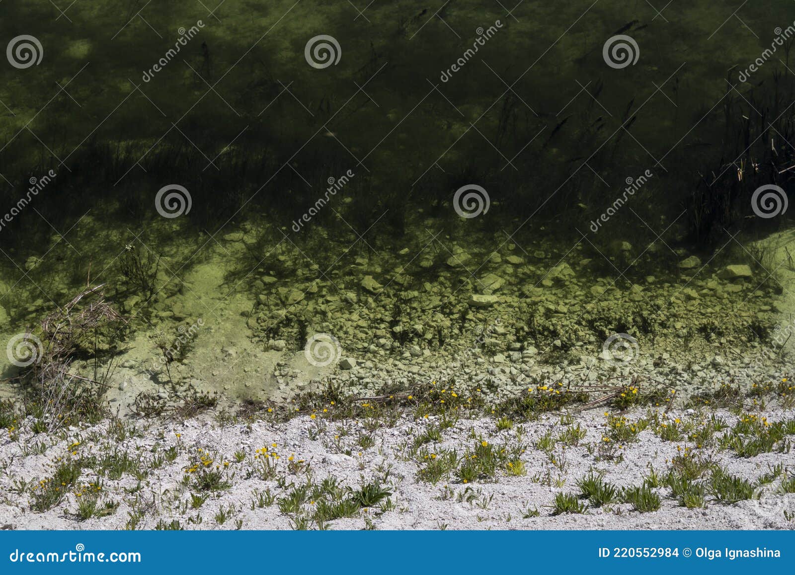 Clear Water with Growing Algae in the Lake Stock Photo - Image of ...