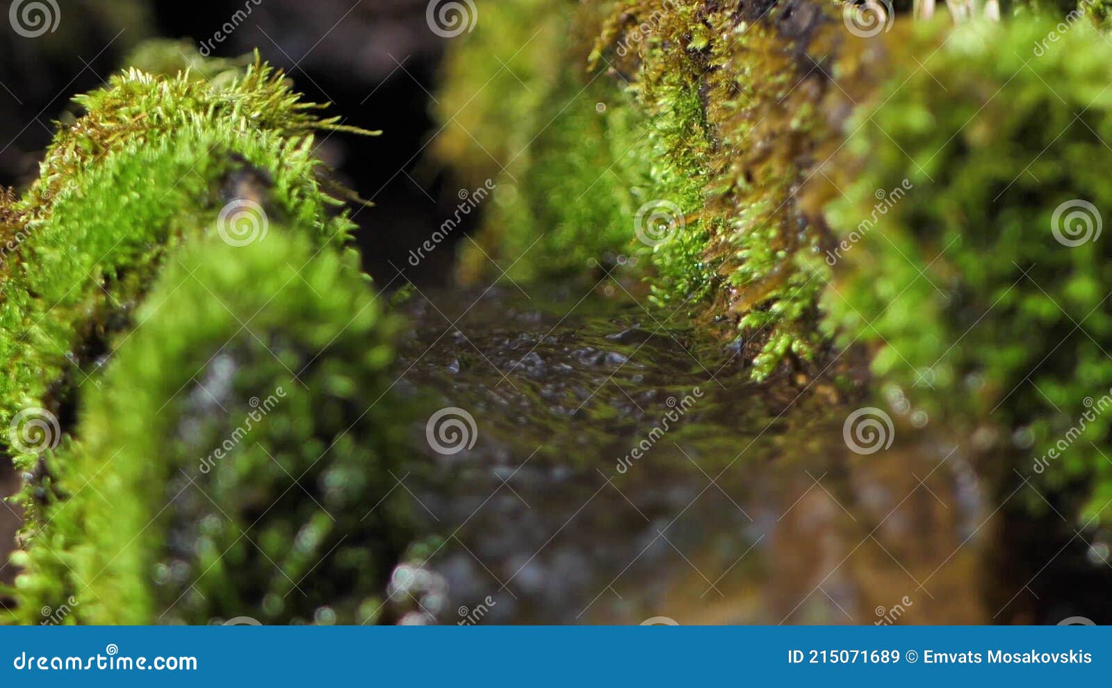 Clear Water of the Spring Flows through the Trough. Forest Water Source ...