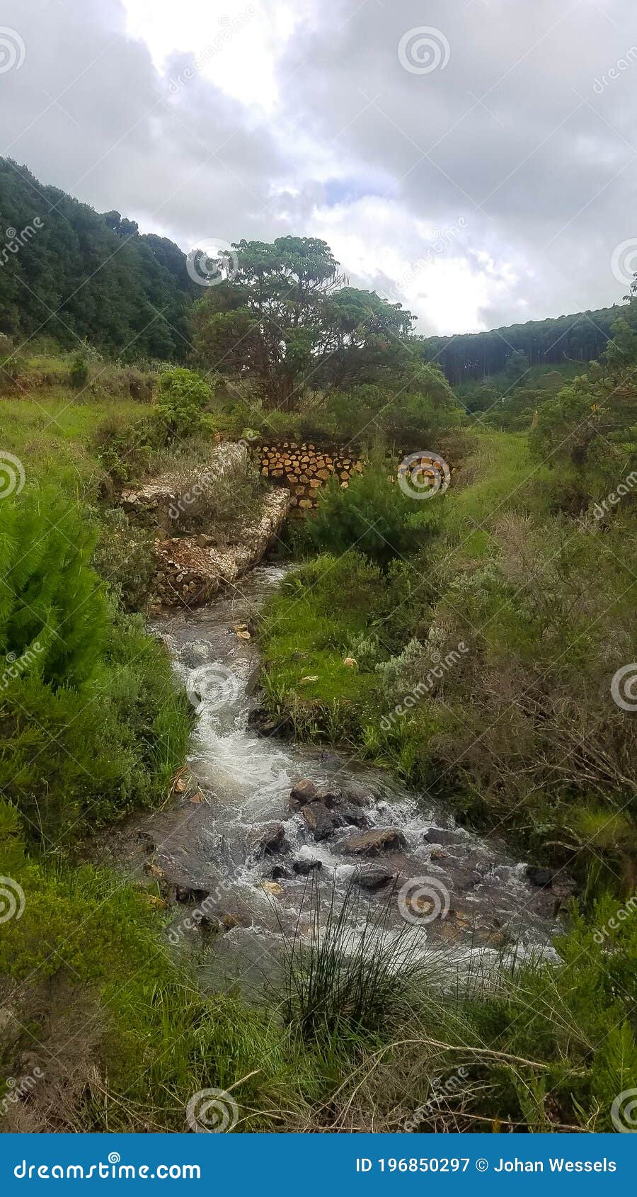 Clear water stream stock image. Image of natural, scenic - 196850297