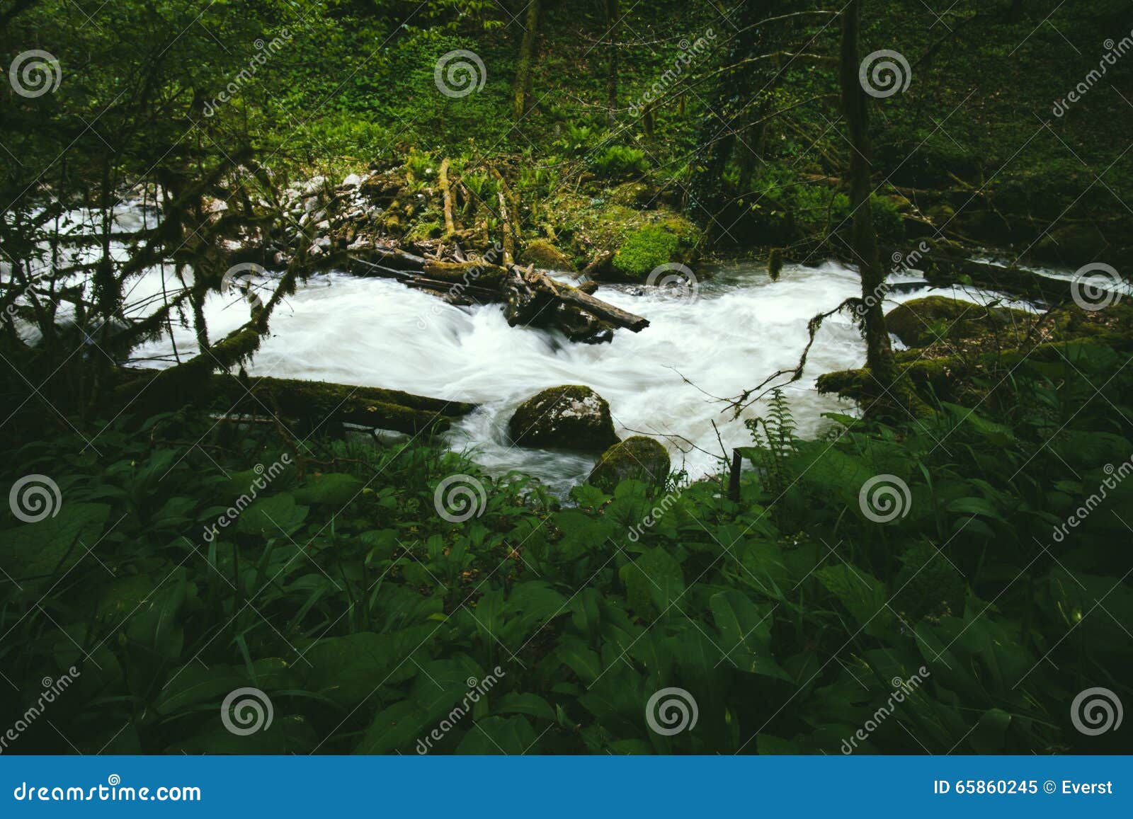Clear Water Stream River in Forest Landscape Stock Image - Image of ...