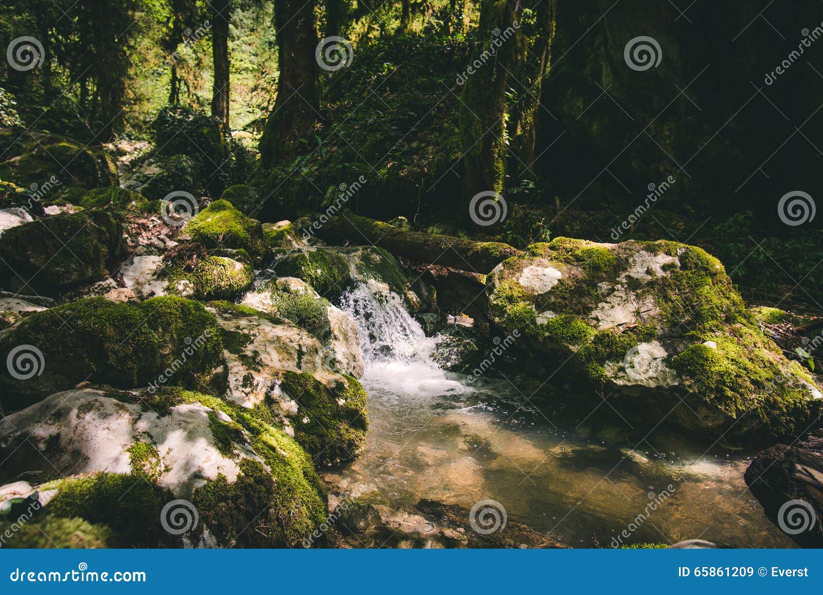 Clear Water Stream River in Forest Landscape Stock Image - Image of ...