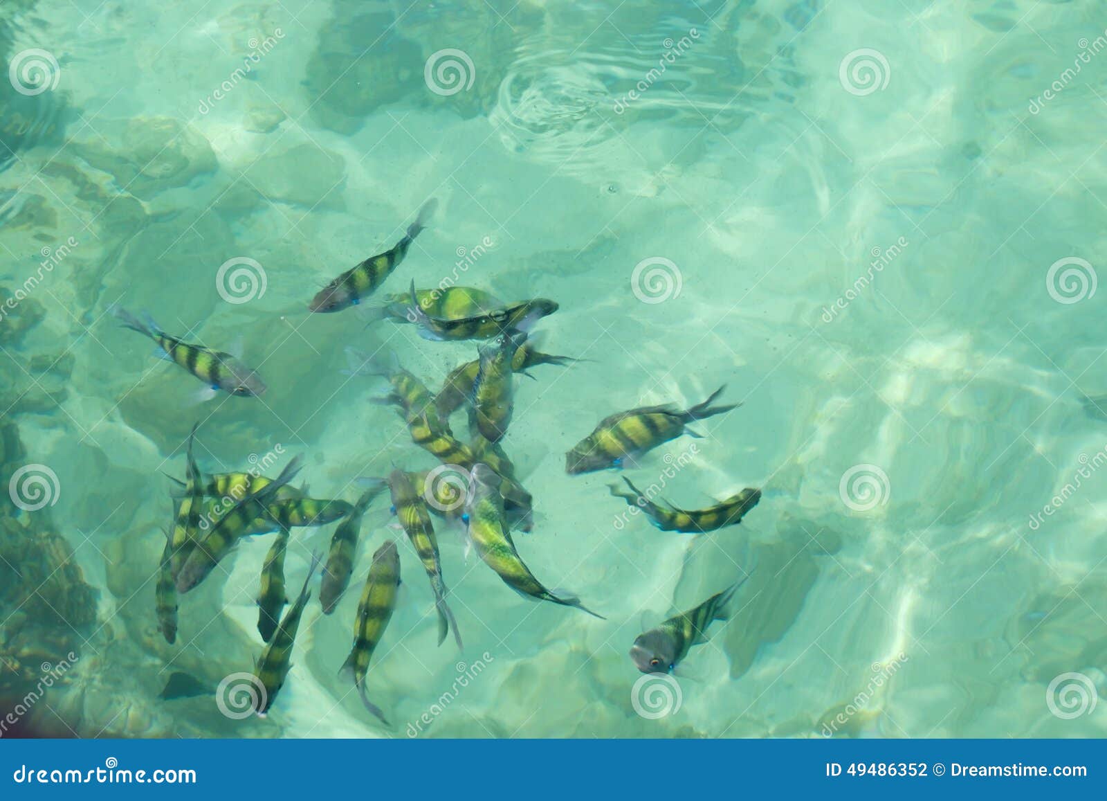 Clear water to see fish stock photo. Image of emerald - 49486352