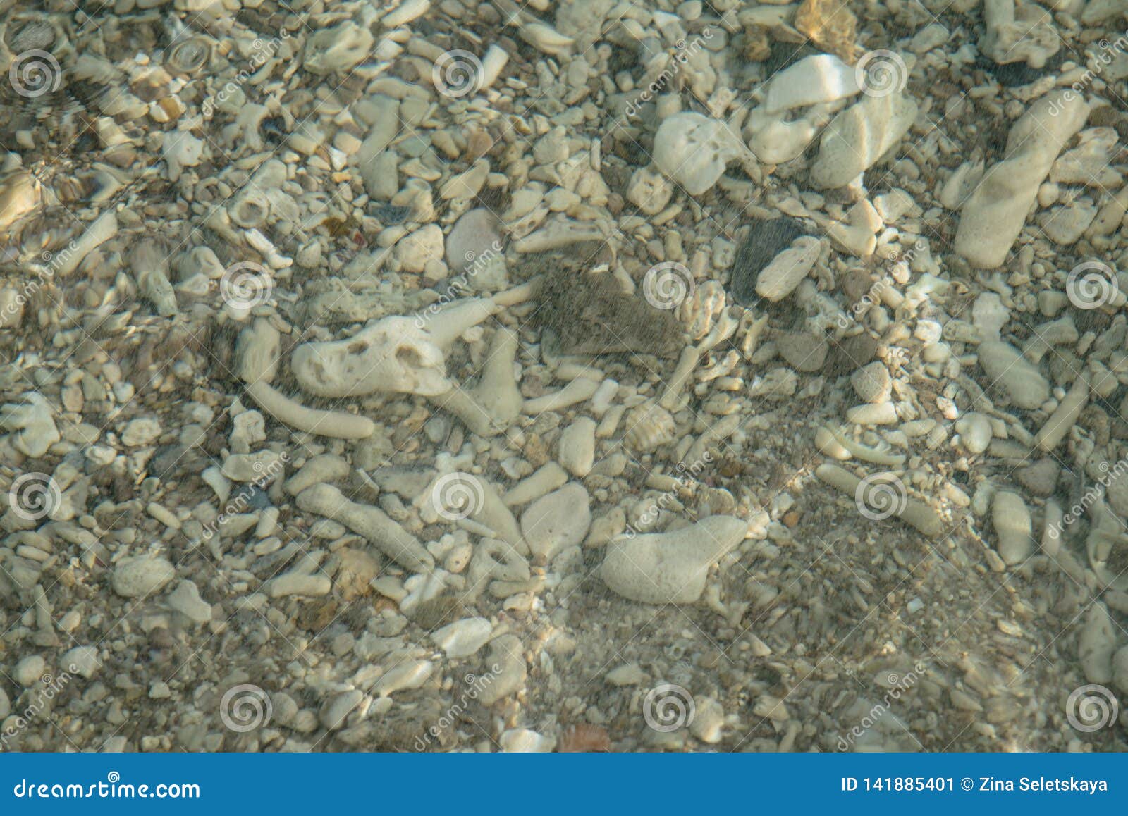 Clear Waves Over Shells and Corals Stock Image - Image of nature ...