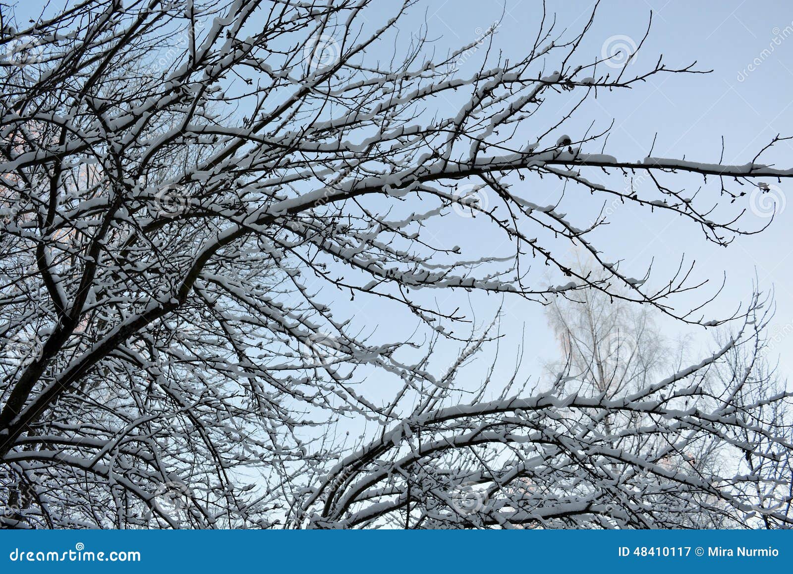 Clear winter day. stock image. Image of natural, nature - 48410117