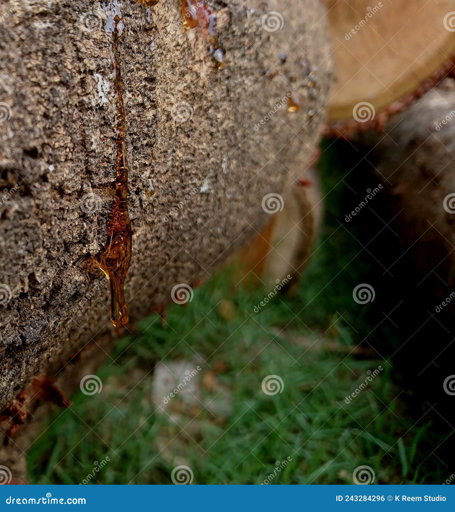 Clear Yellow Sap that Comes Out of the Bark Stock Photo - Image of ...