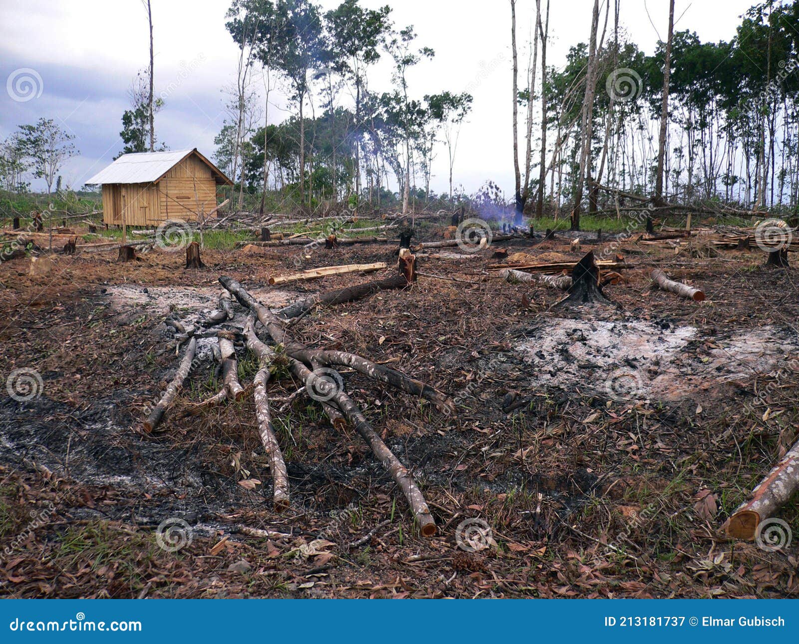 Clearance or Deforestation in the Rainforest Stock Image - Image of ...