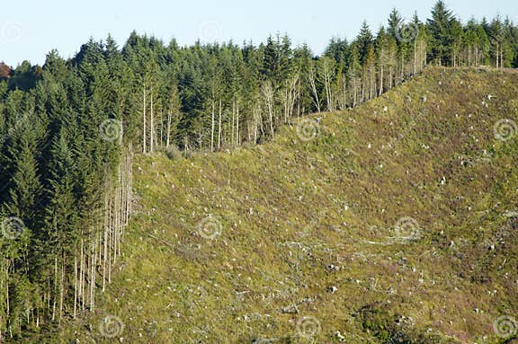 Clearcut 3 stock photo. Image of stumps, forestry, growth - 1639344