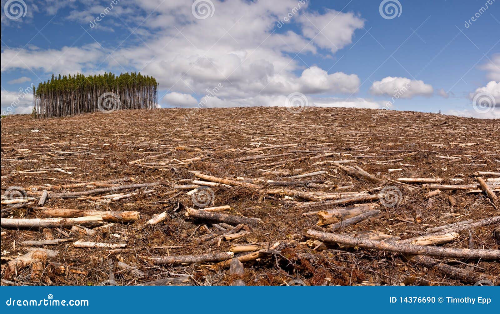 Clearcut logging stock photo. Image of logged, logs, barren - 14376690