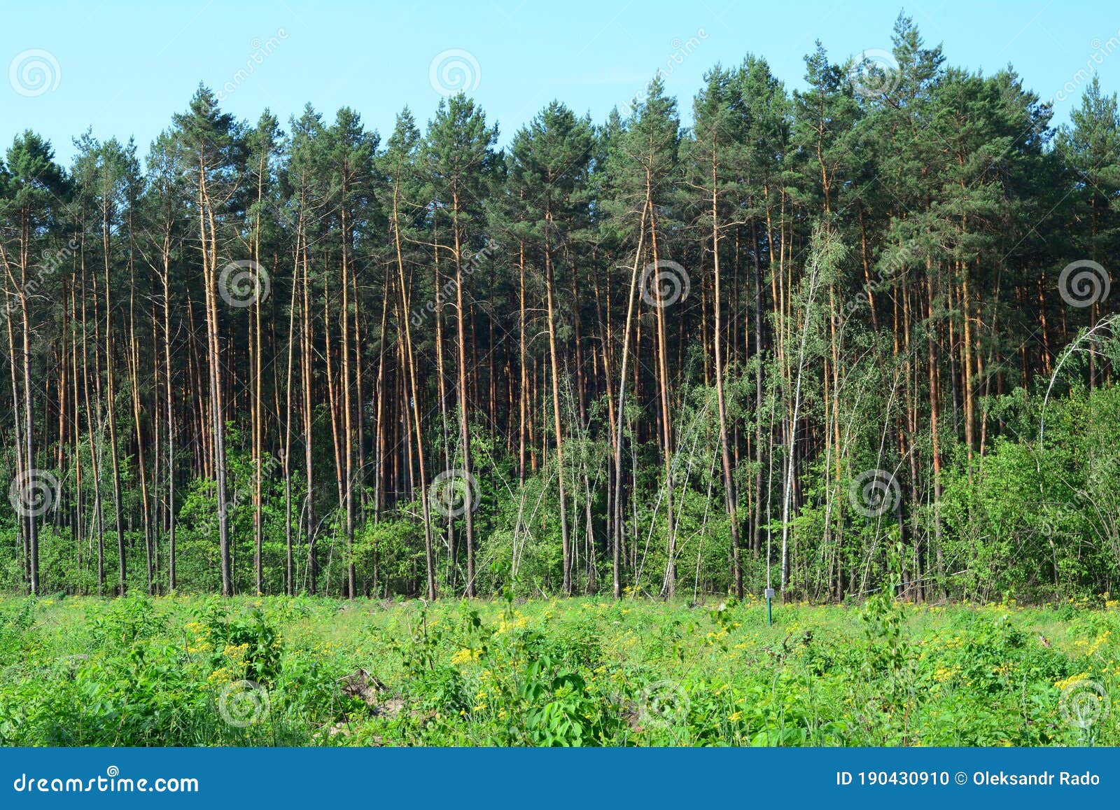 A Clearcut Logging Area Near the Forest of Pine Trees at Risk of ...