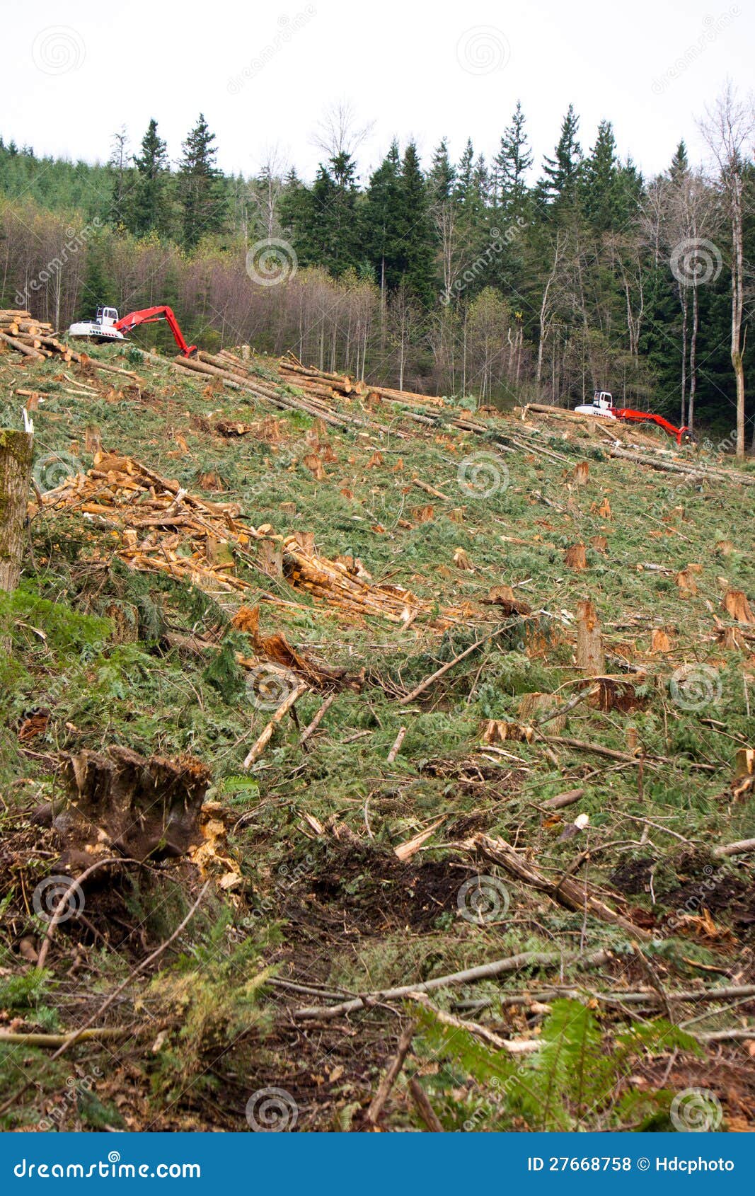 Clearcut Logging in Pacific Northwest Stock Photo - Image of industry ...