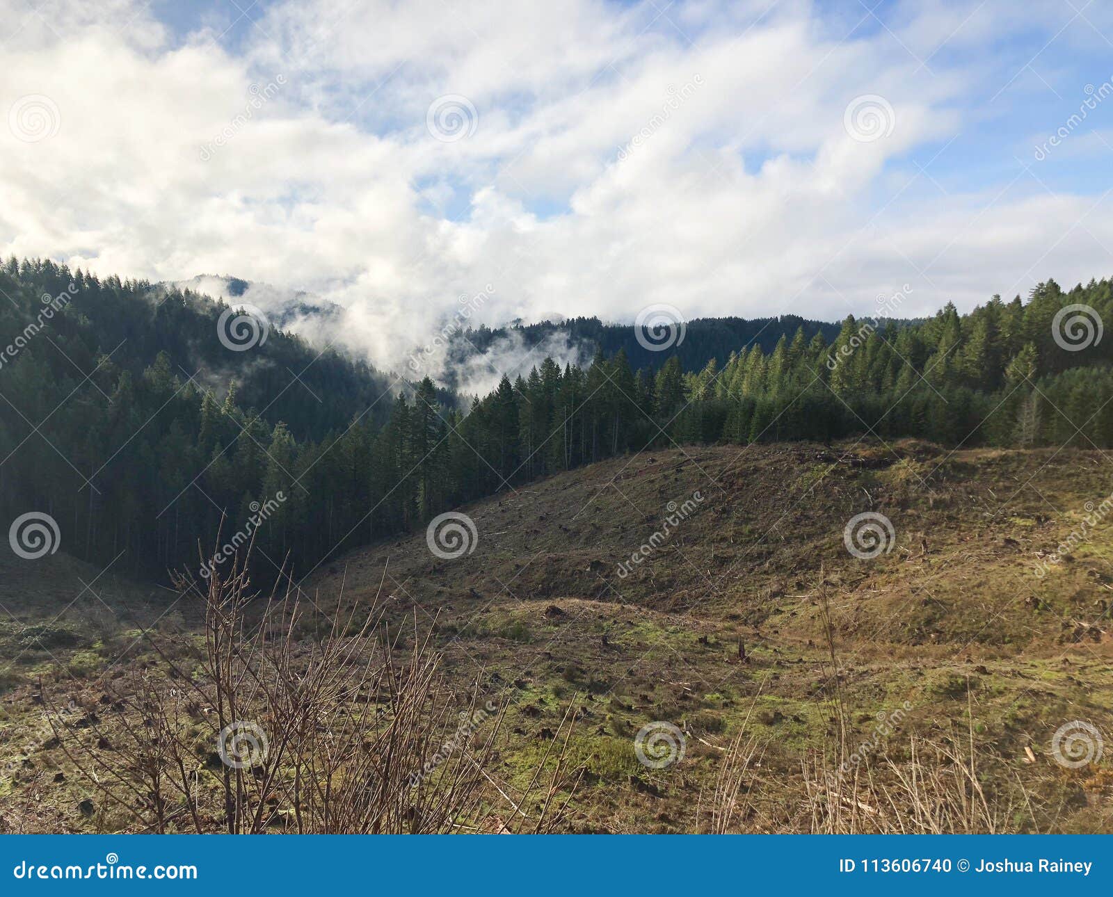 Clearcut at Treefarm in Oregon Stock Photo - Image of treefarm ...