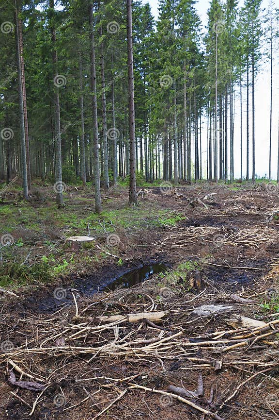 Clearcutting area stock photo. Image of forests, clearcut - 23768554