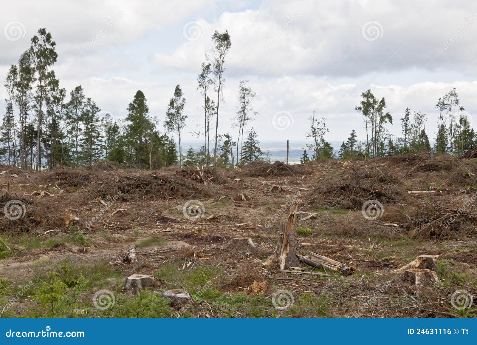 Clearcutting area stock photo. Image of stacked, scandinavia - 24631116