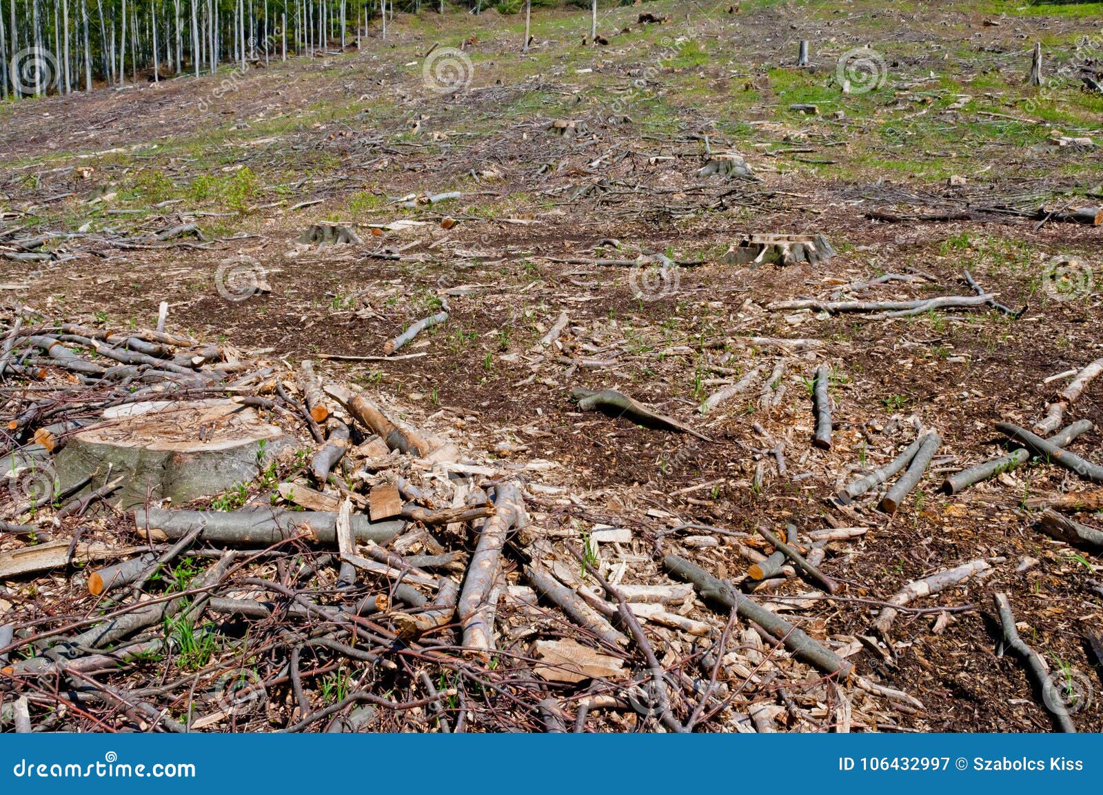Clearcut Logging Area In The Forest With Pine Trees Cut Down As A Form ...