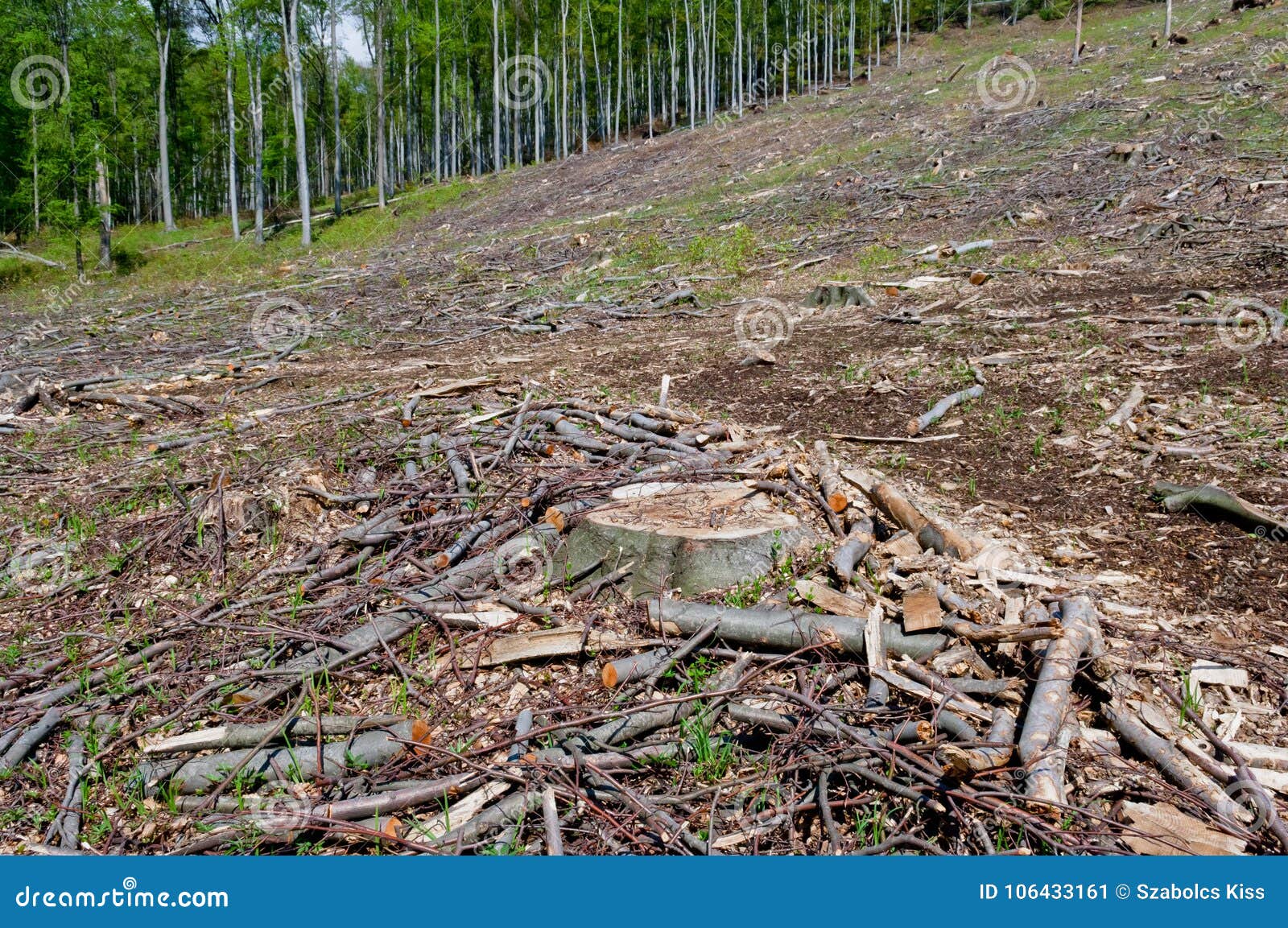 Clearcutting, Clearfelling or Clearcut Logging in Beech Forest Stock ...