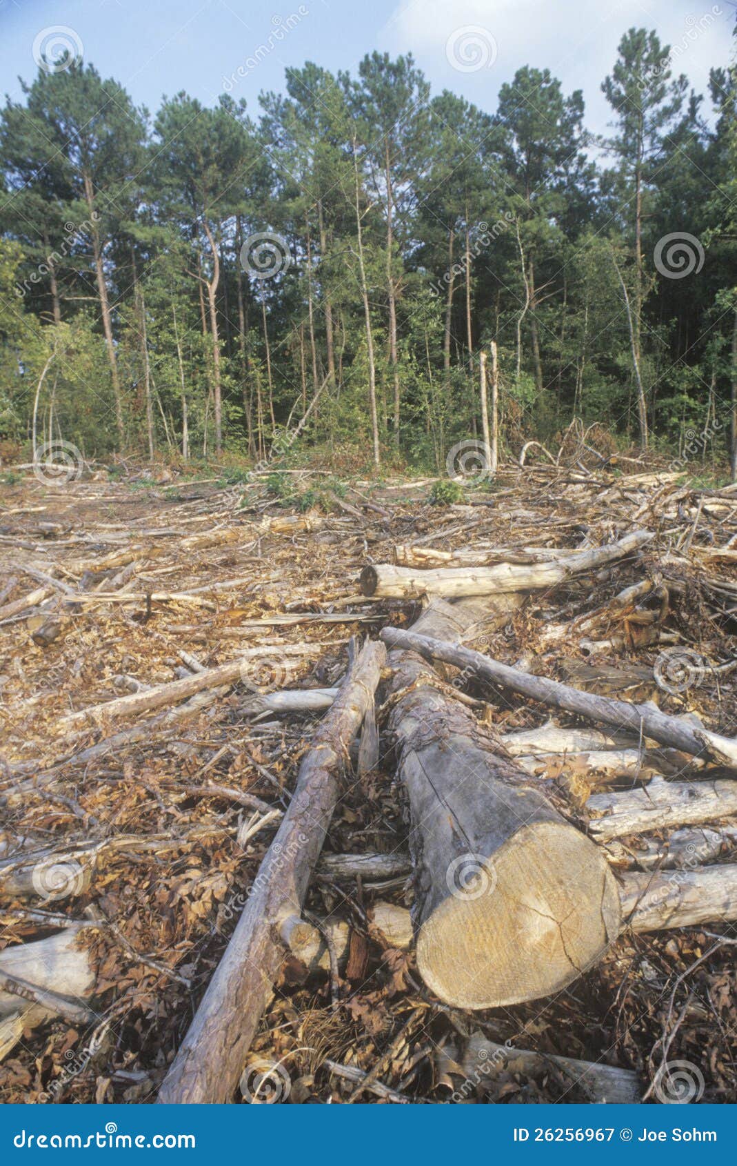 A cleared area of lumber stock image. Image of lumber - 26256967