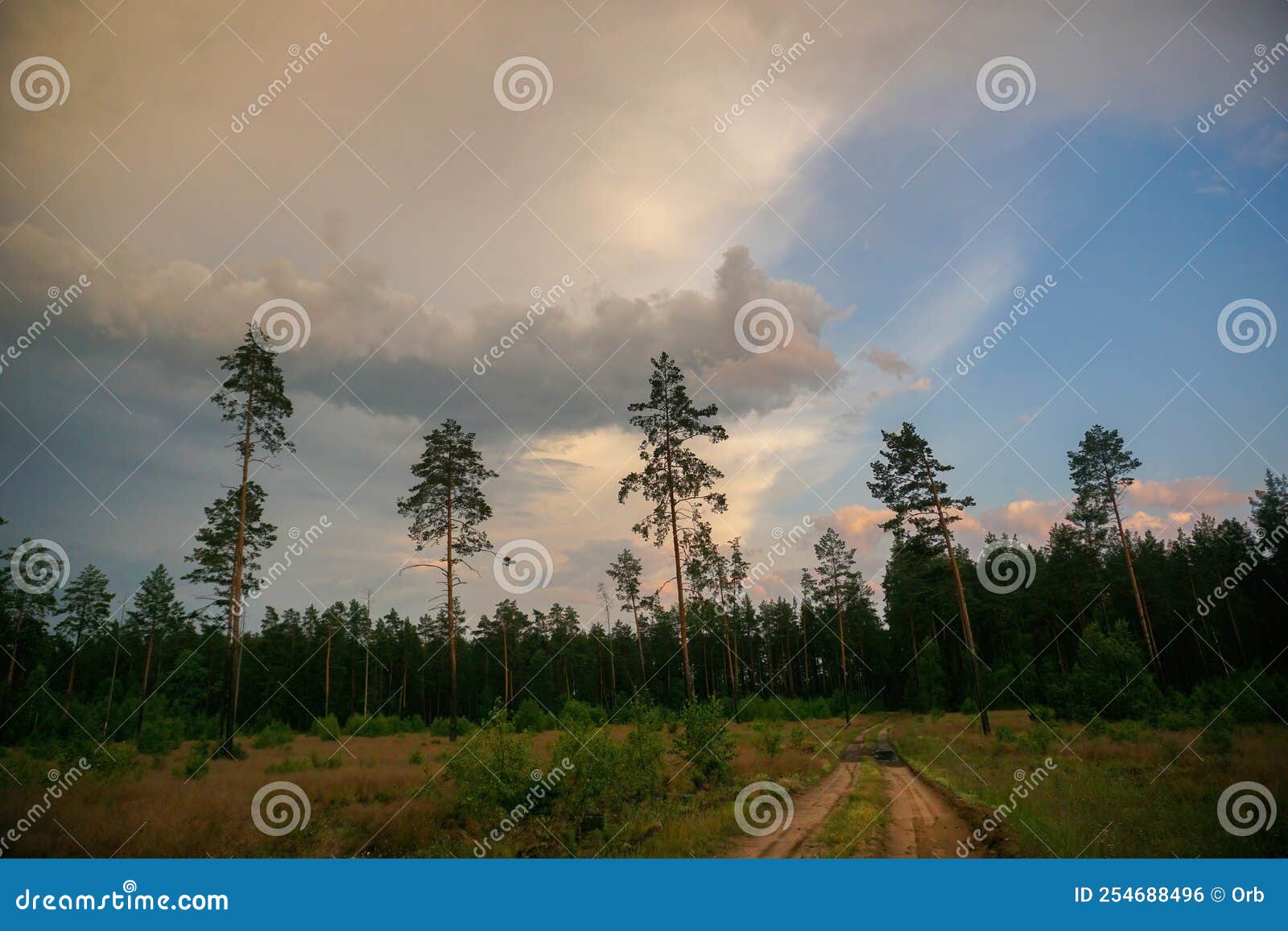 The Forest Area Has Been Cut Down, only a Few Pine Trees Remain Stock ...