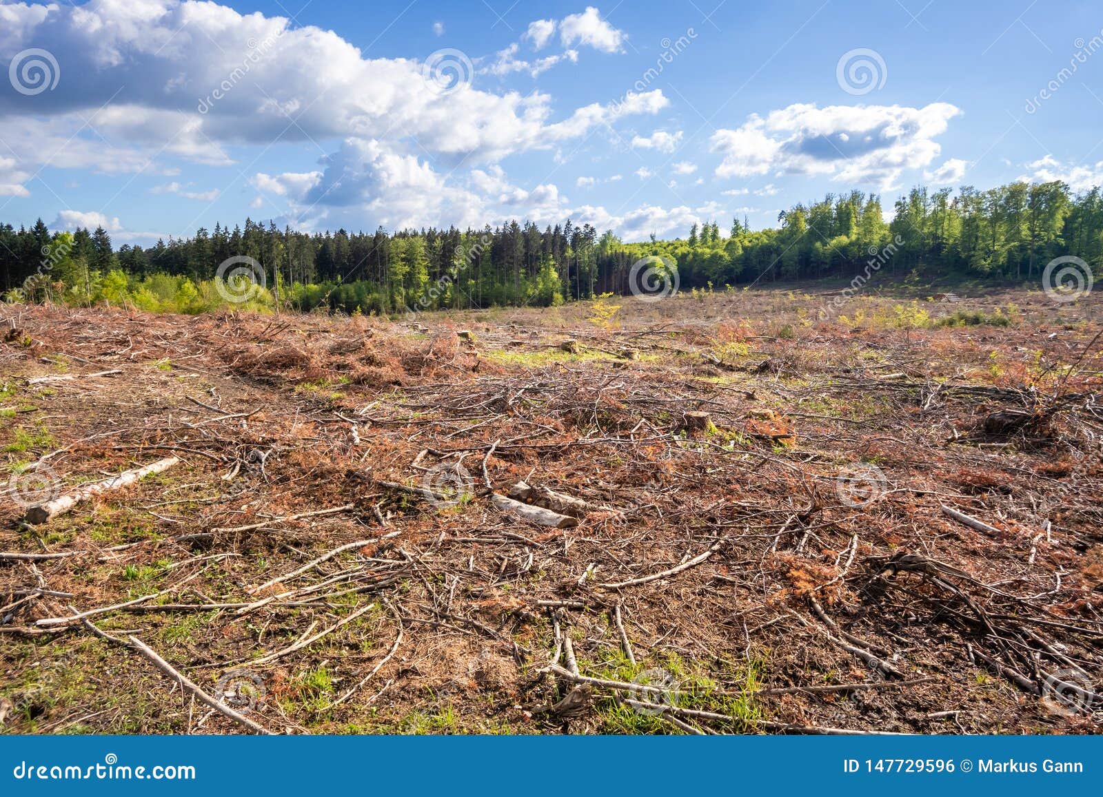 Cleared Forest Outdoor Scenery South Germany Stock Photo - Image of ...