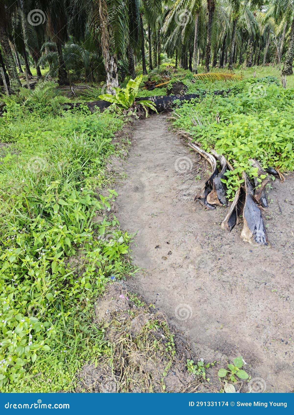 Cleared Pathway into the Wild Plantation Stock Photo - Image of ...