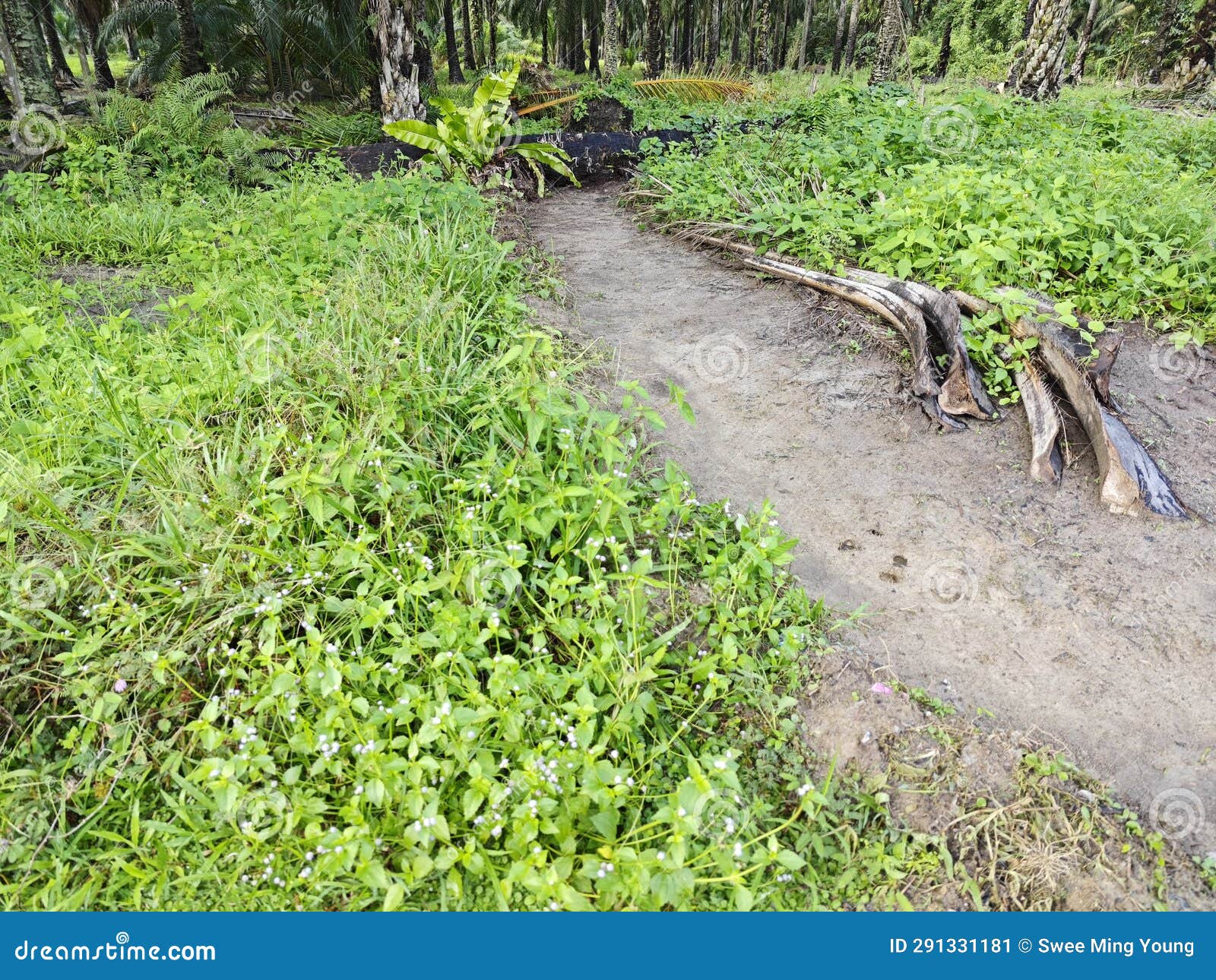 Cleared Pathway into the Wild Plantation Stock Image - Image of ...