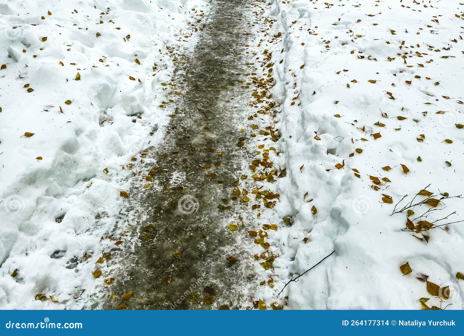 Cleared Road in the Yard from Suddenly Fallen Snow, Covered with Fallen ...