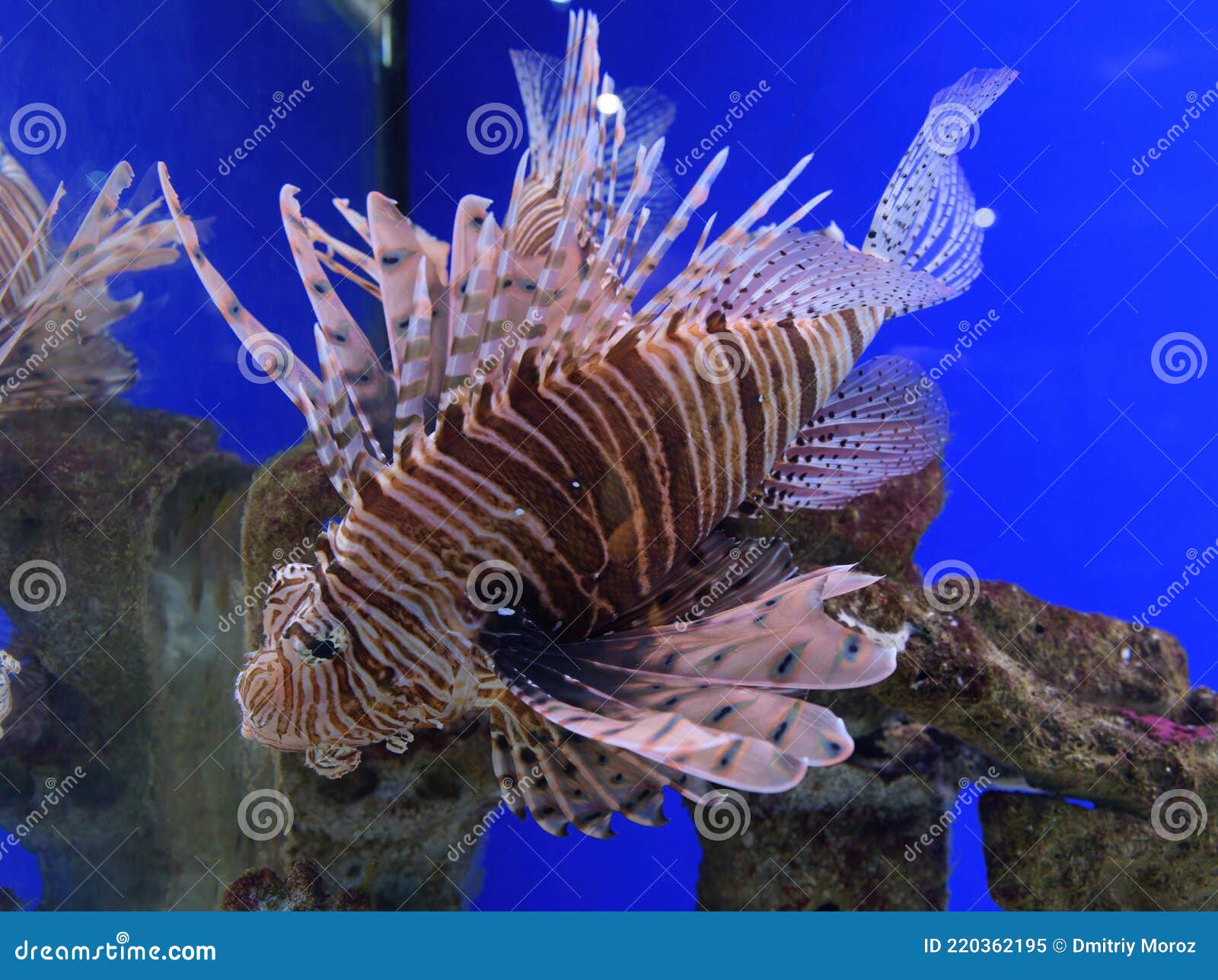 Radiata Lionfish