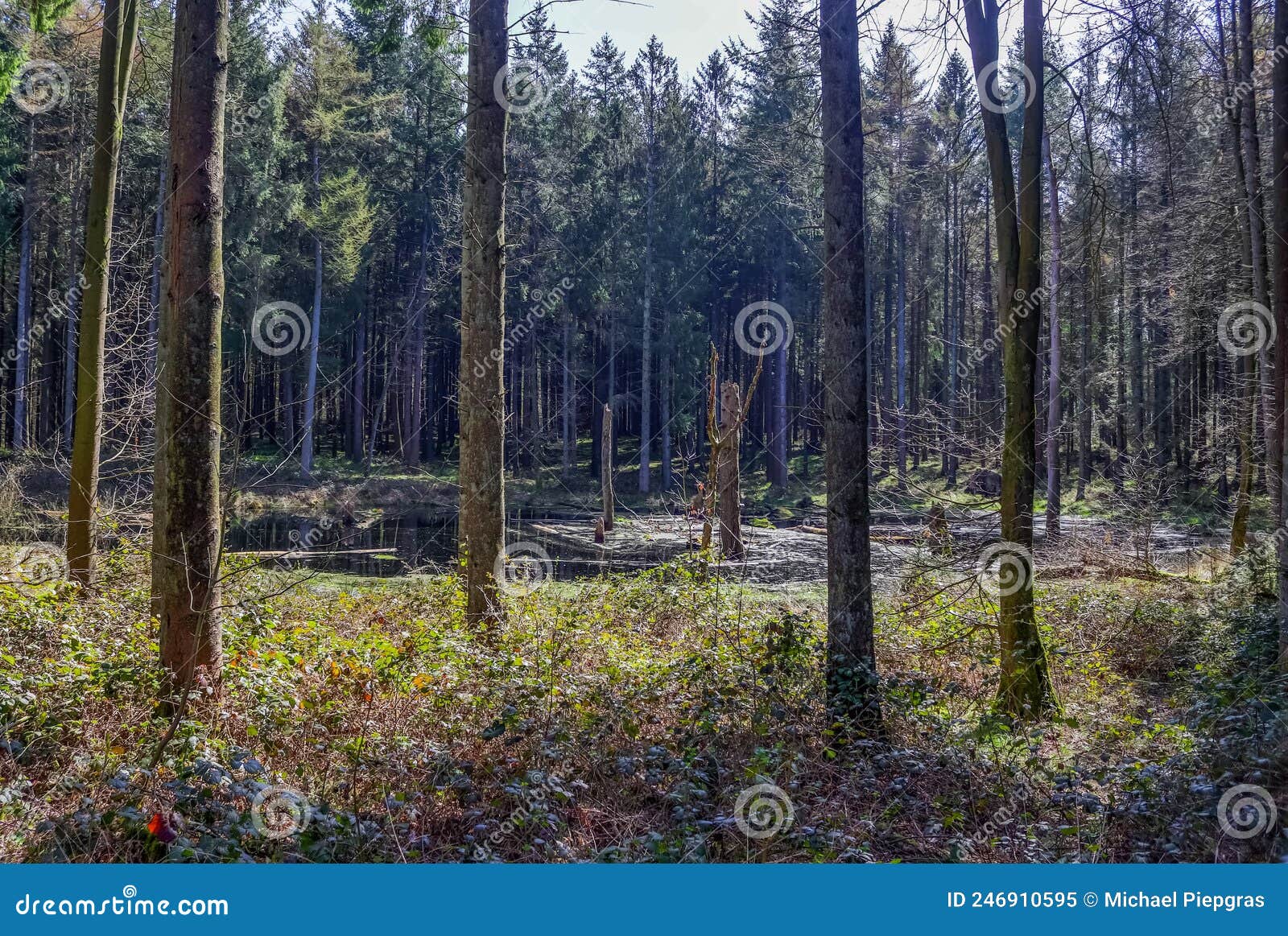 A Clearing in a Coniferous Forest with a Body of Water in the Swamp ...
